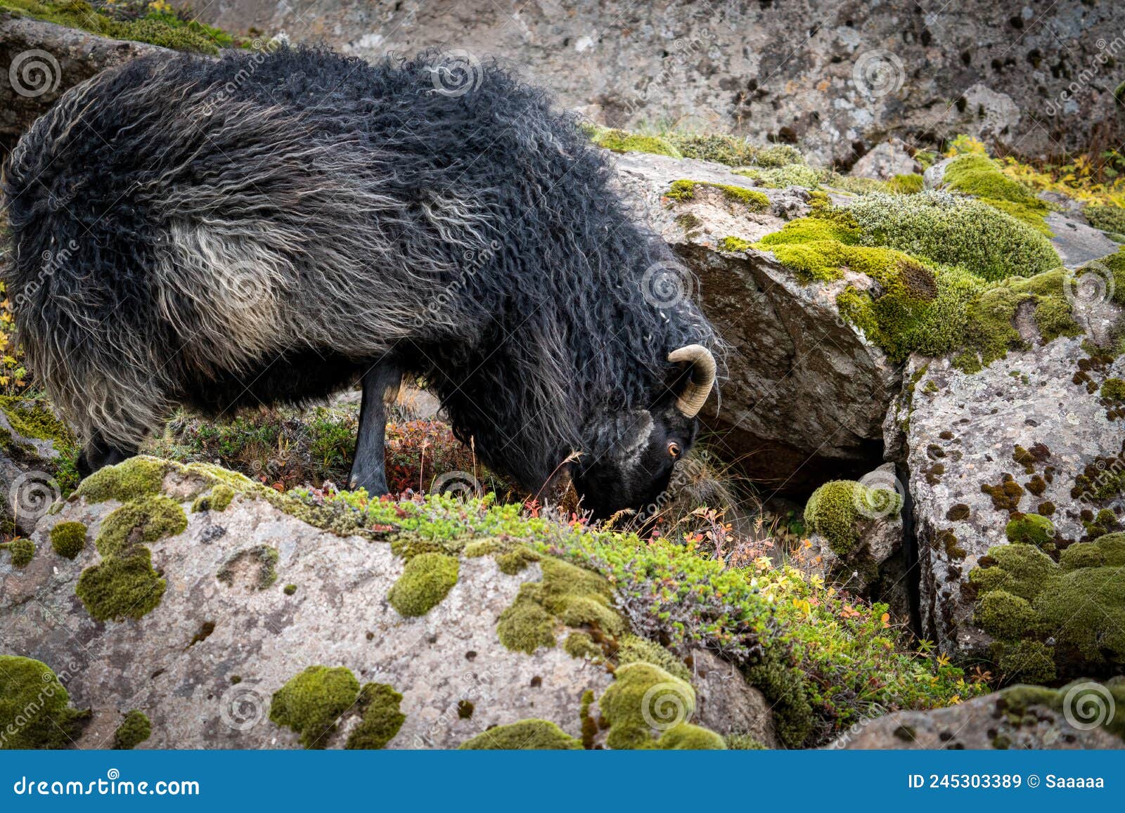 Icelandic Black Ram Profile Feeding on the Hillside Stock Image - Image ...