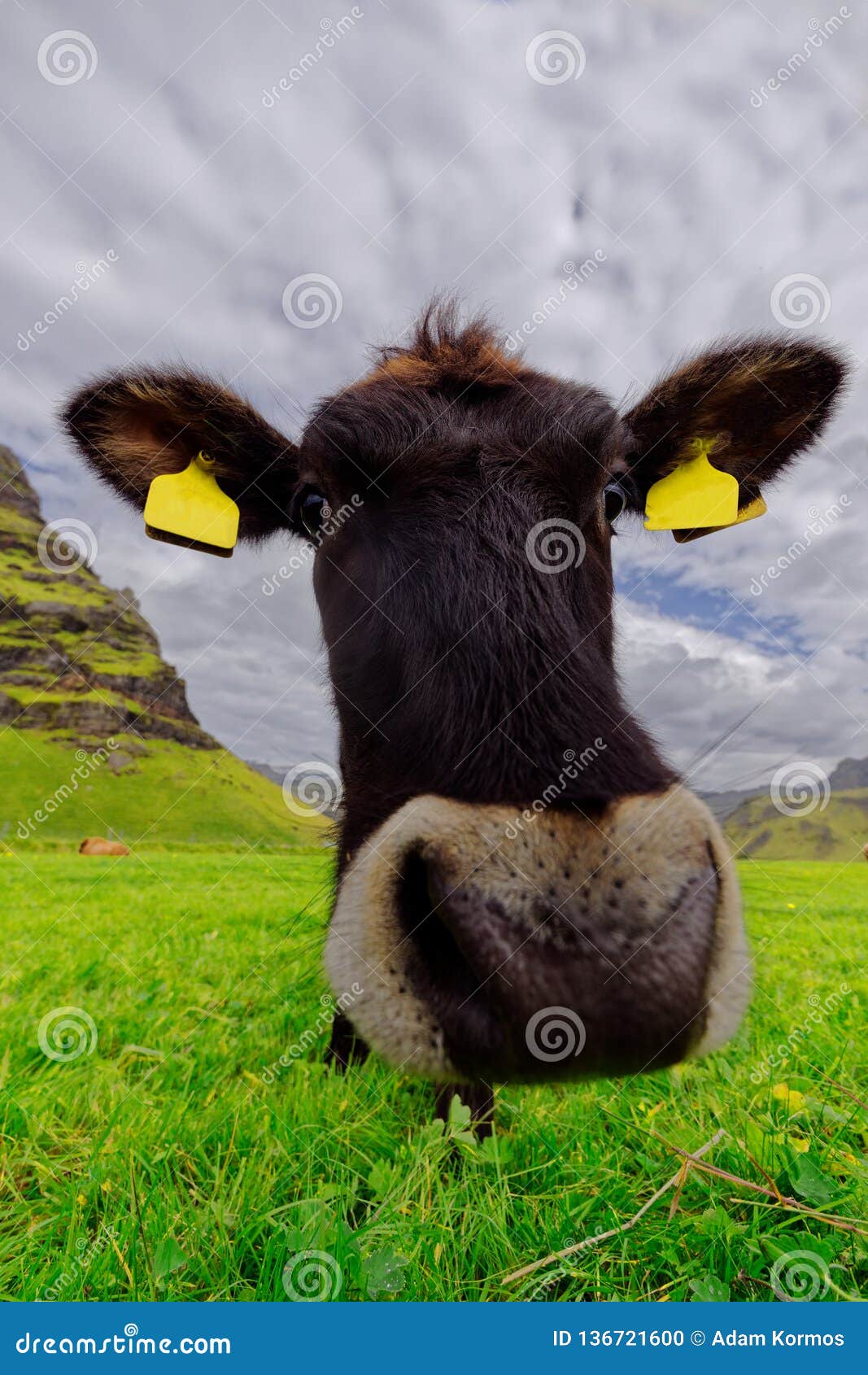 Icelandic cow stock photo. Image of pose, animal, cattle - 136721600