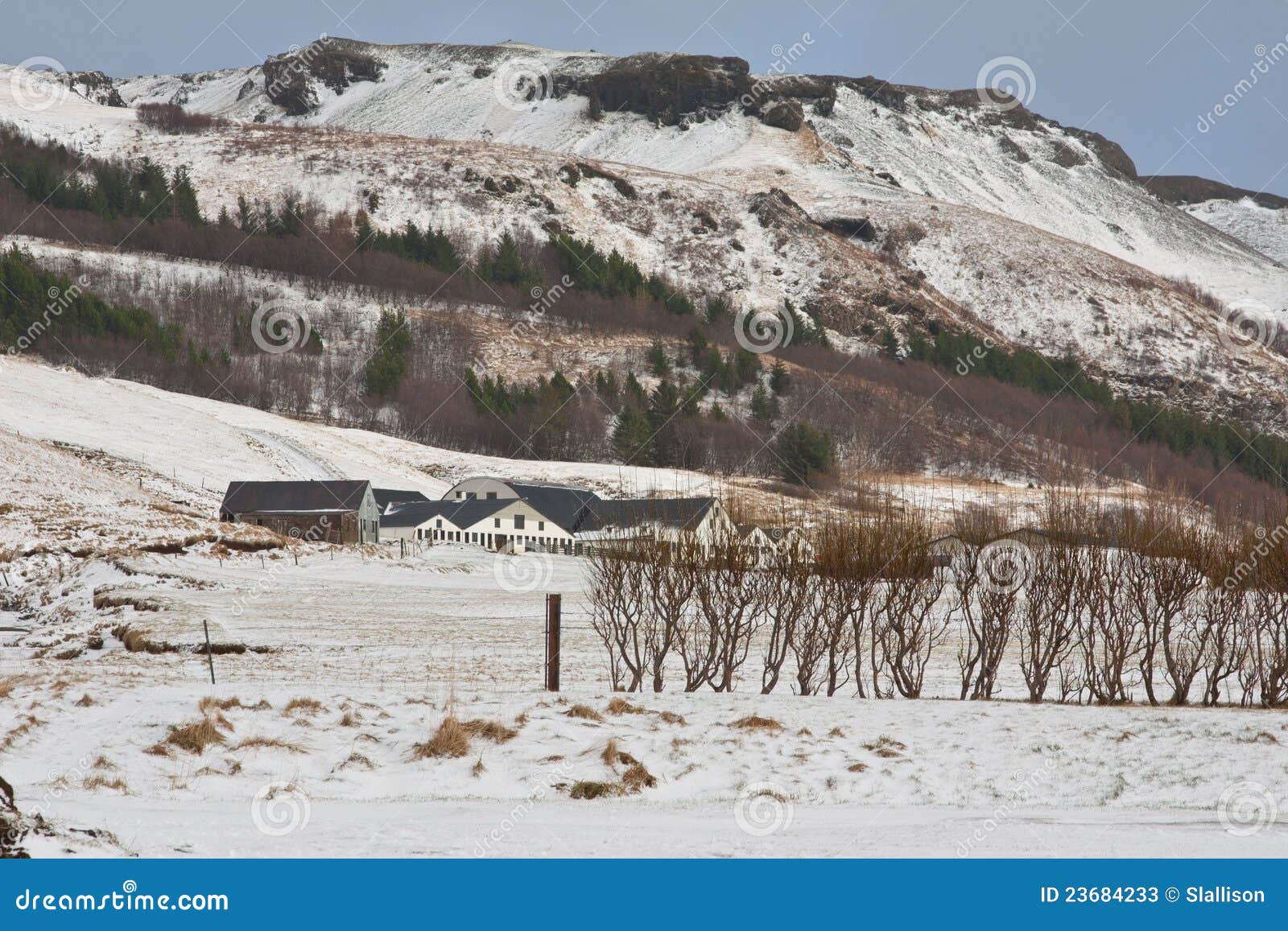 Icelandic Farm stock image. Image of field, trees, shrubs - 23684233