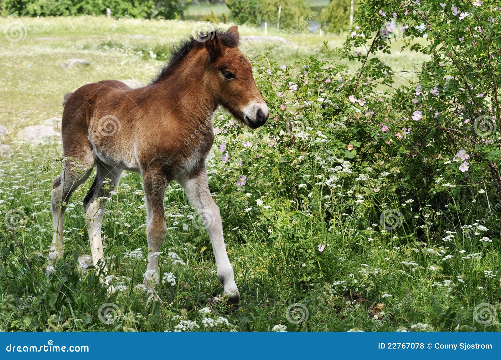 Icelandic foal stock photo. Image of foal, beautiful - 22767078