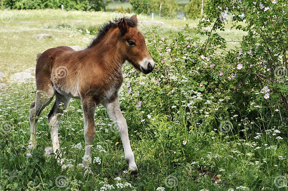 Icelandic foal stock photo. Image of foal, beautiful - 22767078