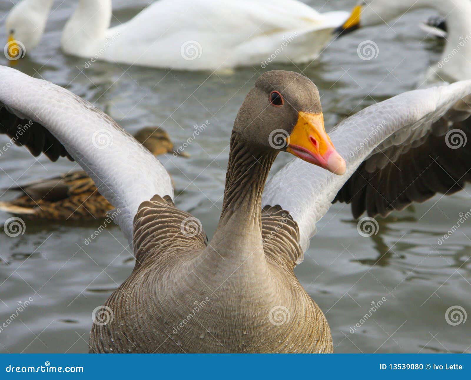 Icelandic Goose Flaps His Wings Stock Photo - Image of animal, wing ...