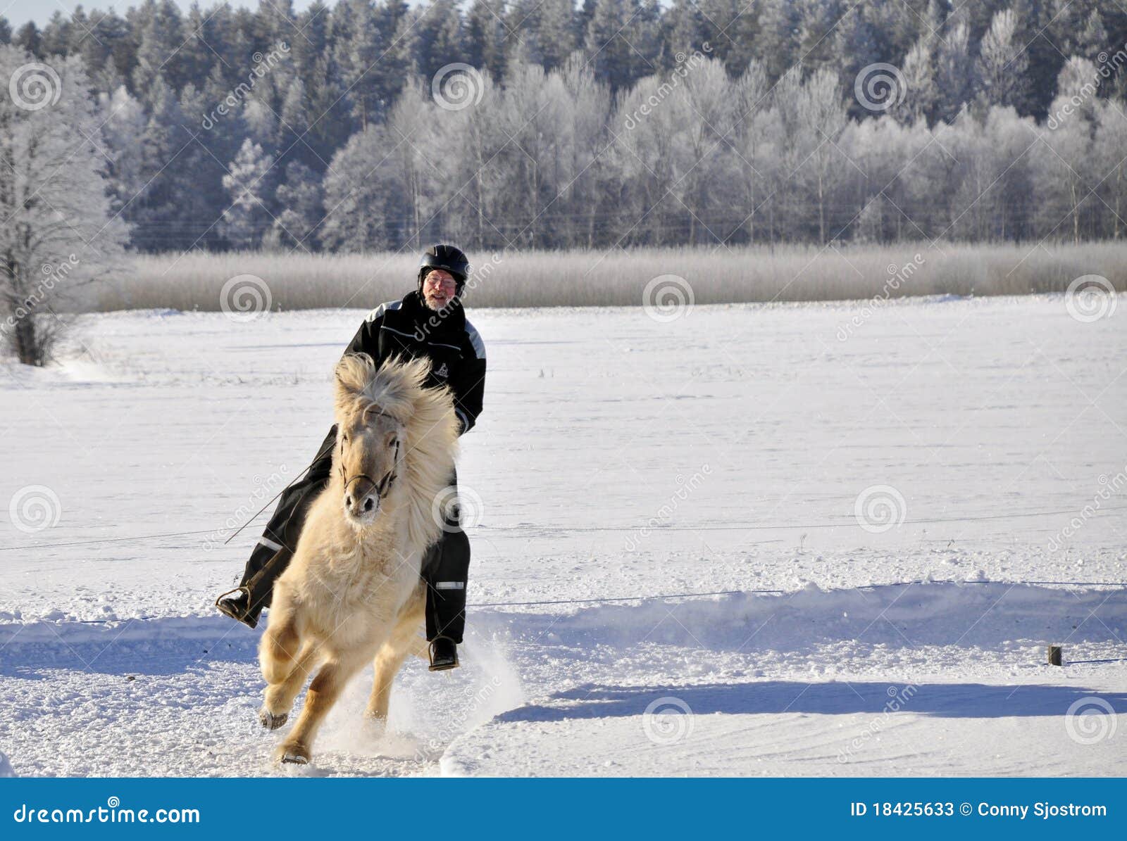 Icelandic Horse Competition Editorial Stock Photo - Image of winter ...
