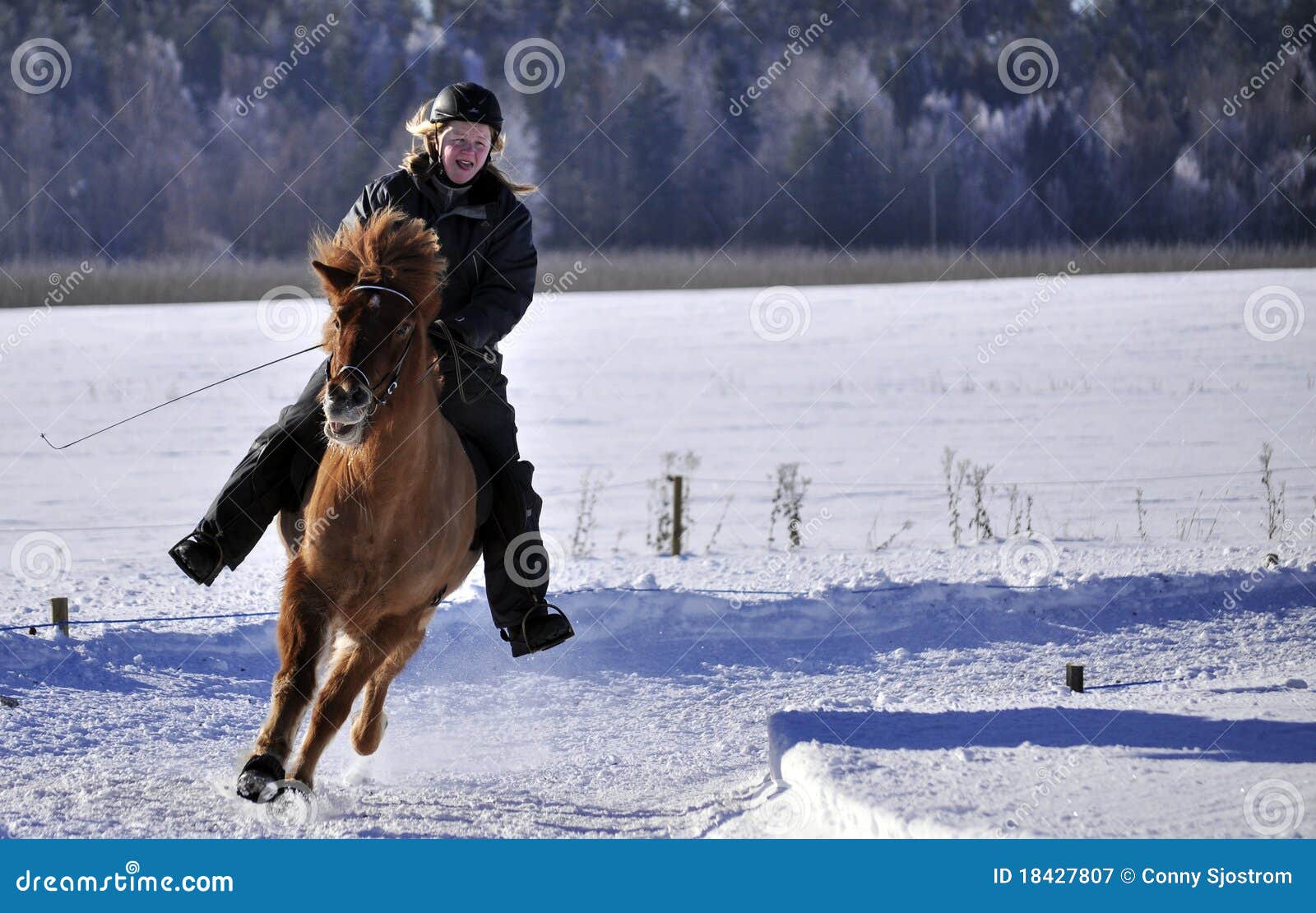 Icelandic Horse Competition Editorial Photography - Image of north ...