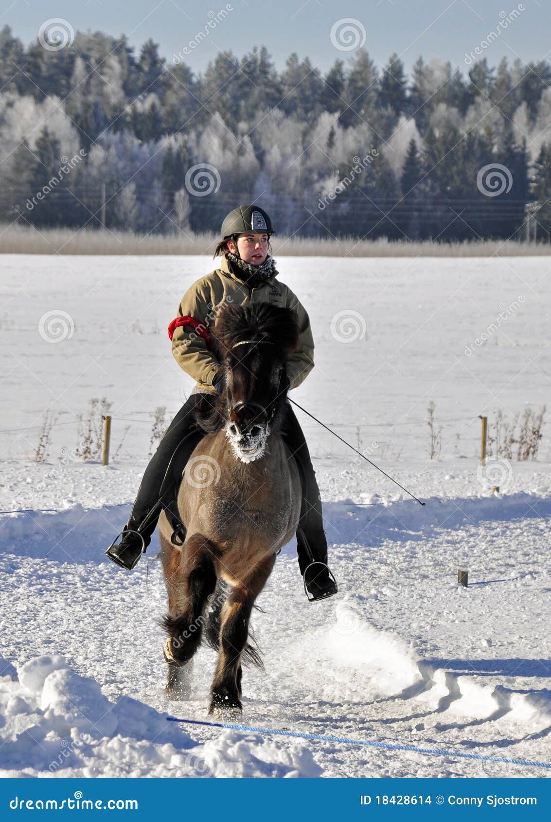 Icelandic Horse Competition Editorial Stock Image - Image of wintry ...