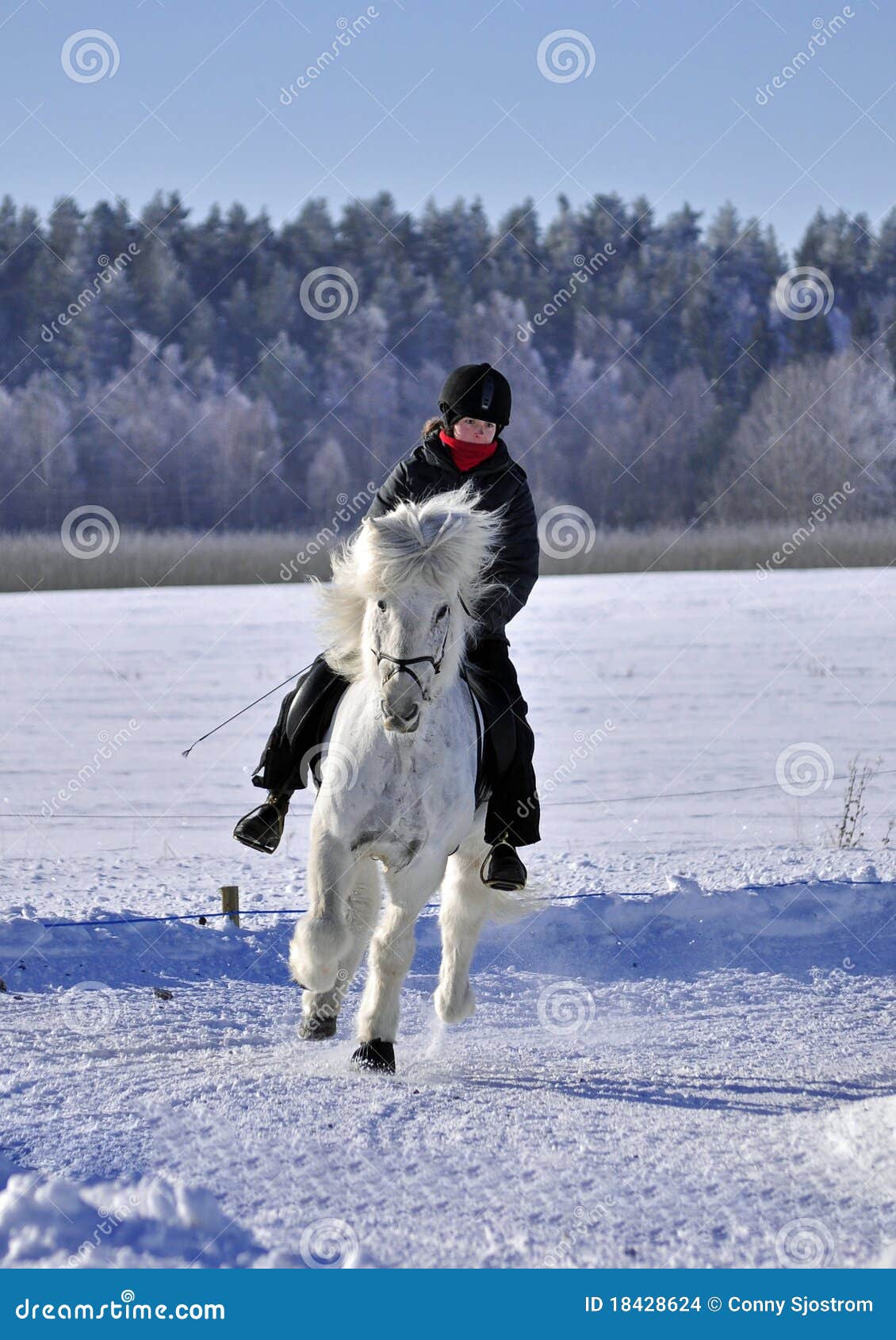 Icelandic Horse Competition Editorial Stock Image - Image of nature ...