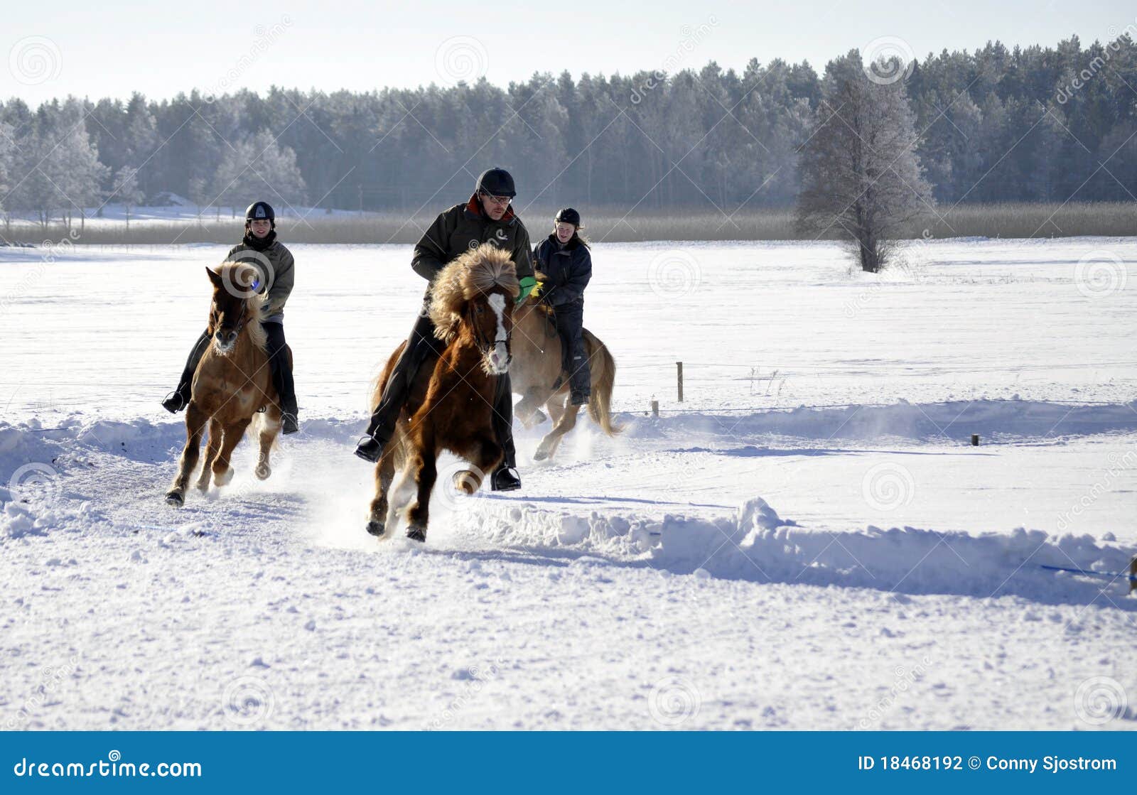 Icelandic Horse Competition Editorial Photography - Image of ...