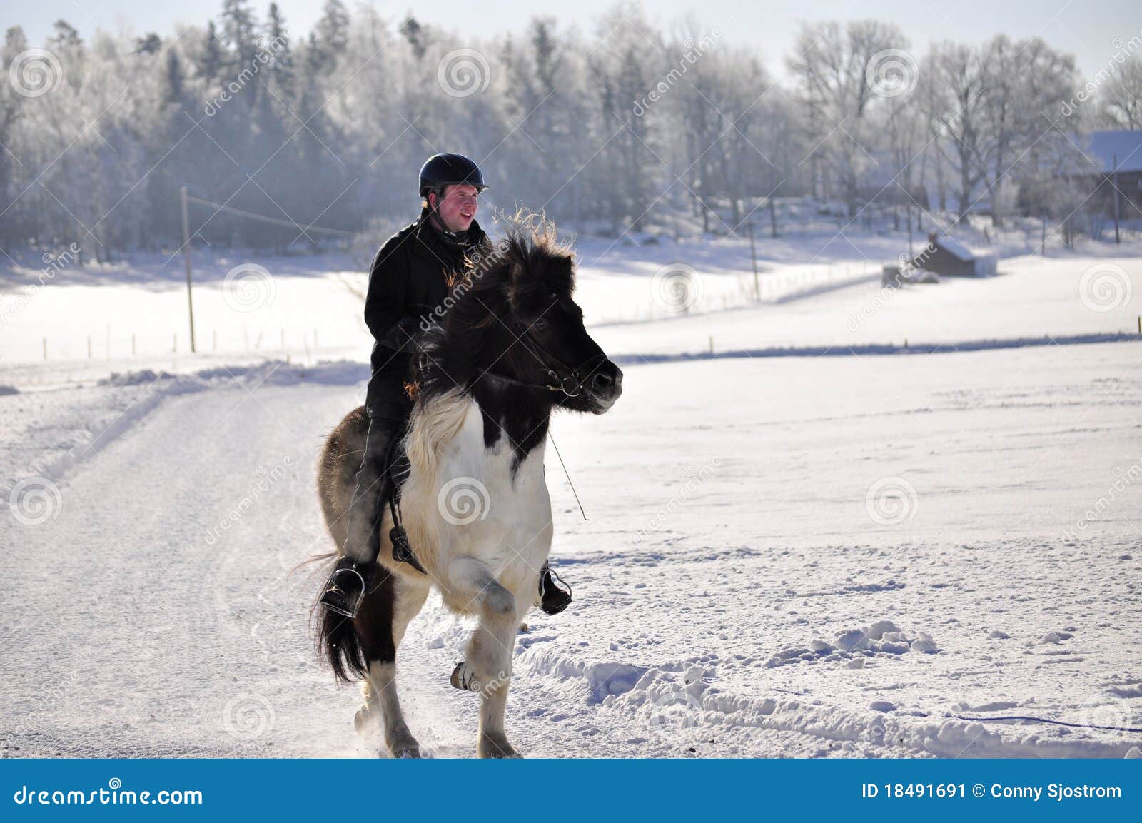 Icelandic Horse Competition Editorial Photo - Image of winter, chilly ...