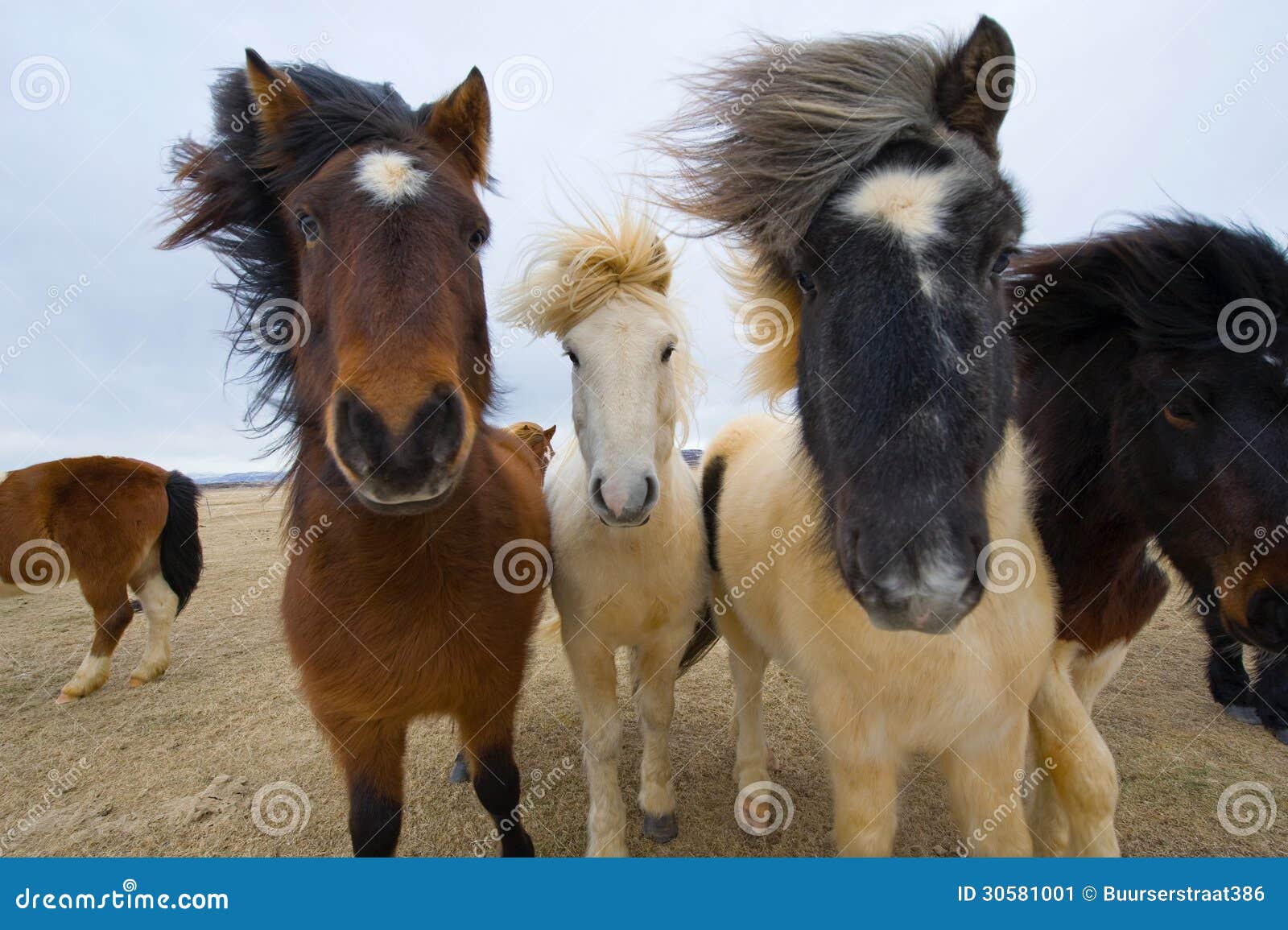 Icelandic Horses stock image. Image of winter, stallion - 30581001