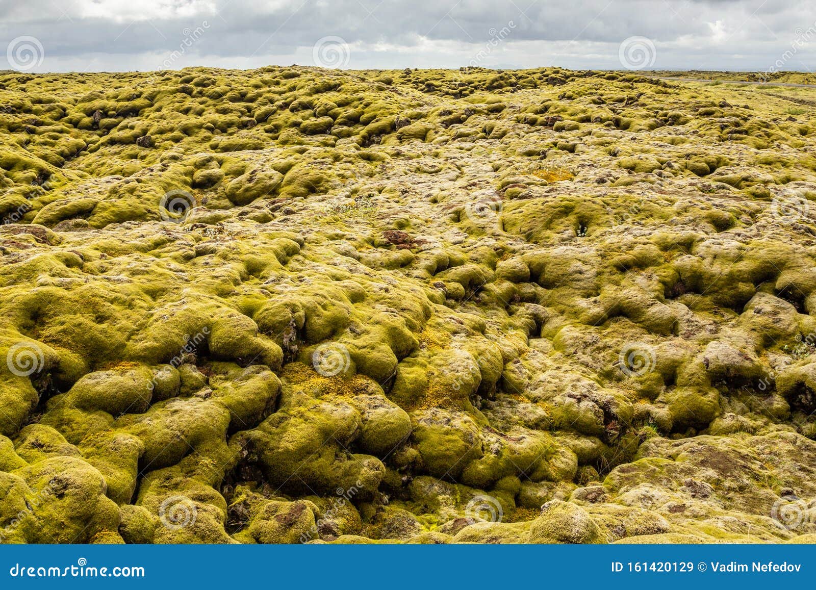 Icelandic Lava Fields Covered with Moss Panorama, South Iceland Stock ...