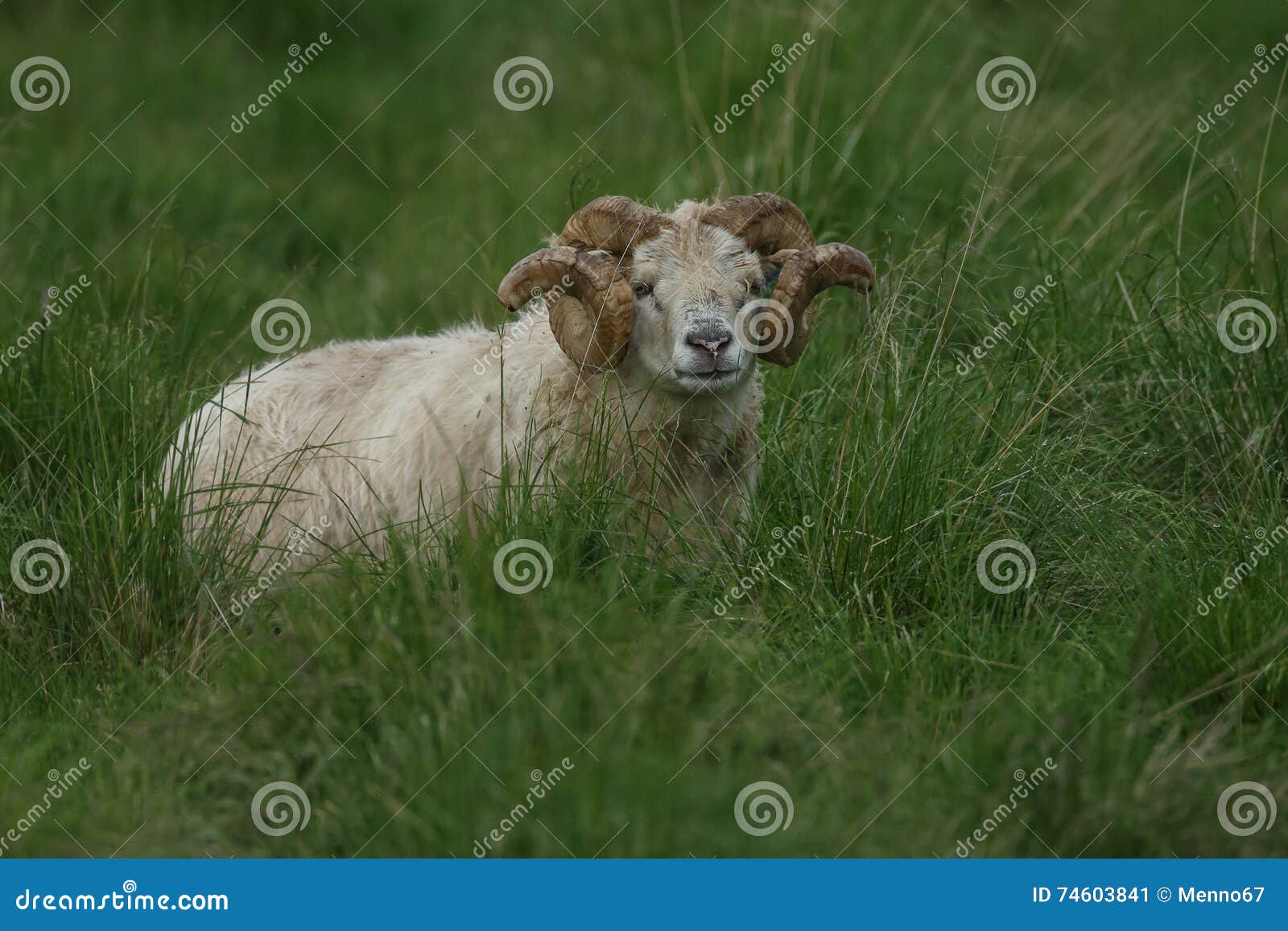 Icelandic male sheep stock image. Image of travel, green - 74603841
