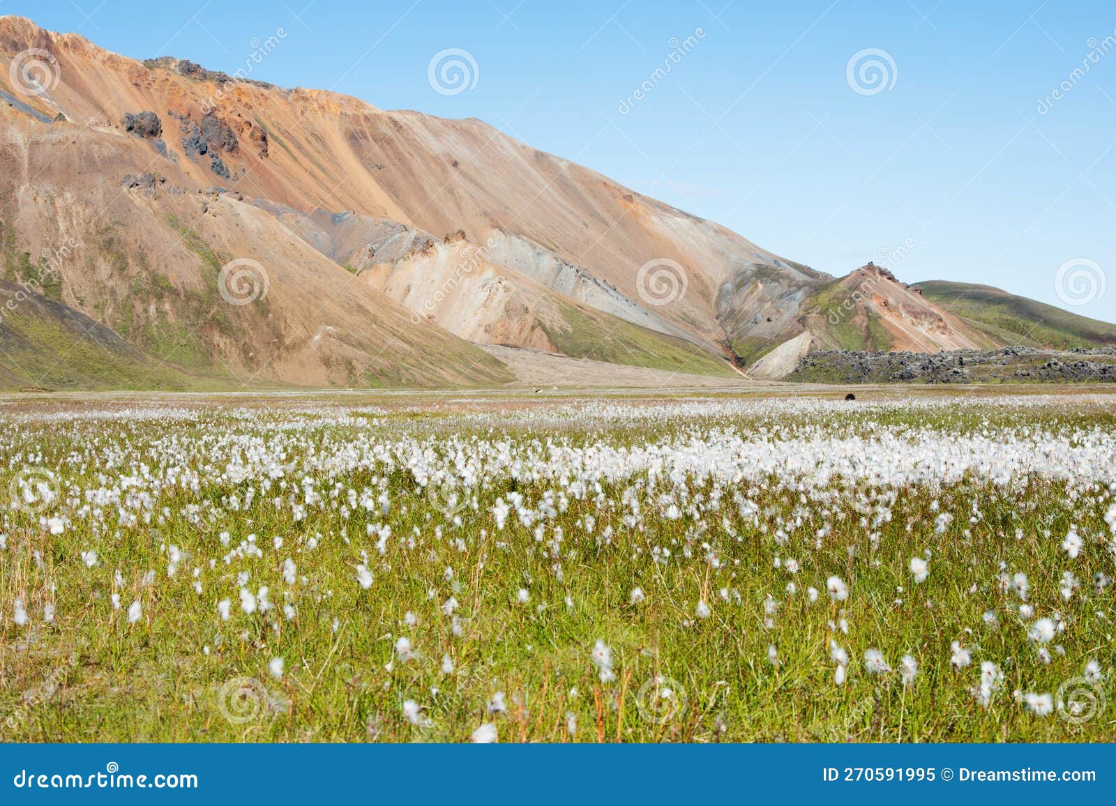 Icelandic Meadow with White Flowers Stock Image - Image of flowers ...