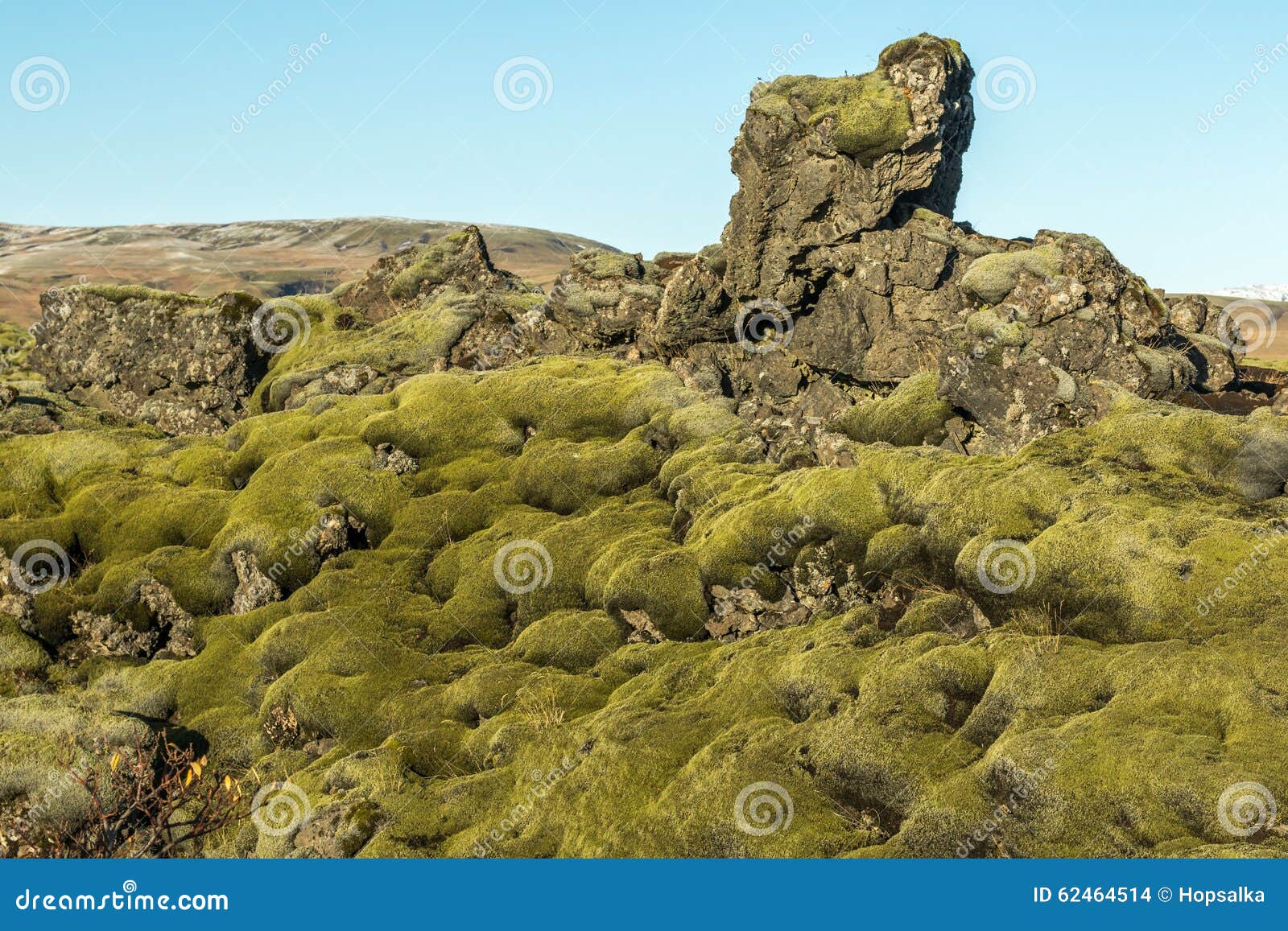 Icelandic moss stock photo. Image of basalt, nature, desert - 62464514