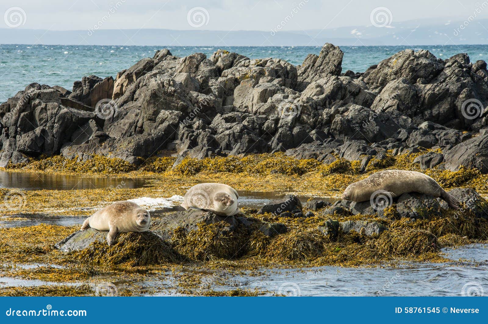 Icelandic Seals Resting on Rocks Stock Image - Image of water, ecology ...