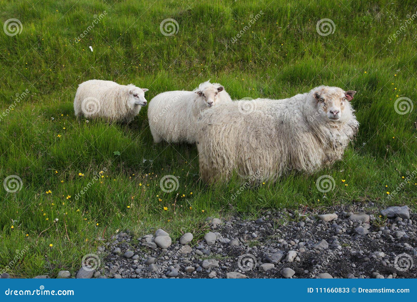 Icelandic sheep graze stock image. Image of paysage - 111660833 Icelandic sheep graze stock image. Image of paysage - 111660833