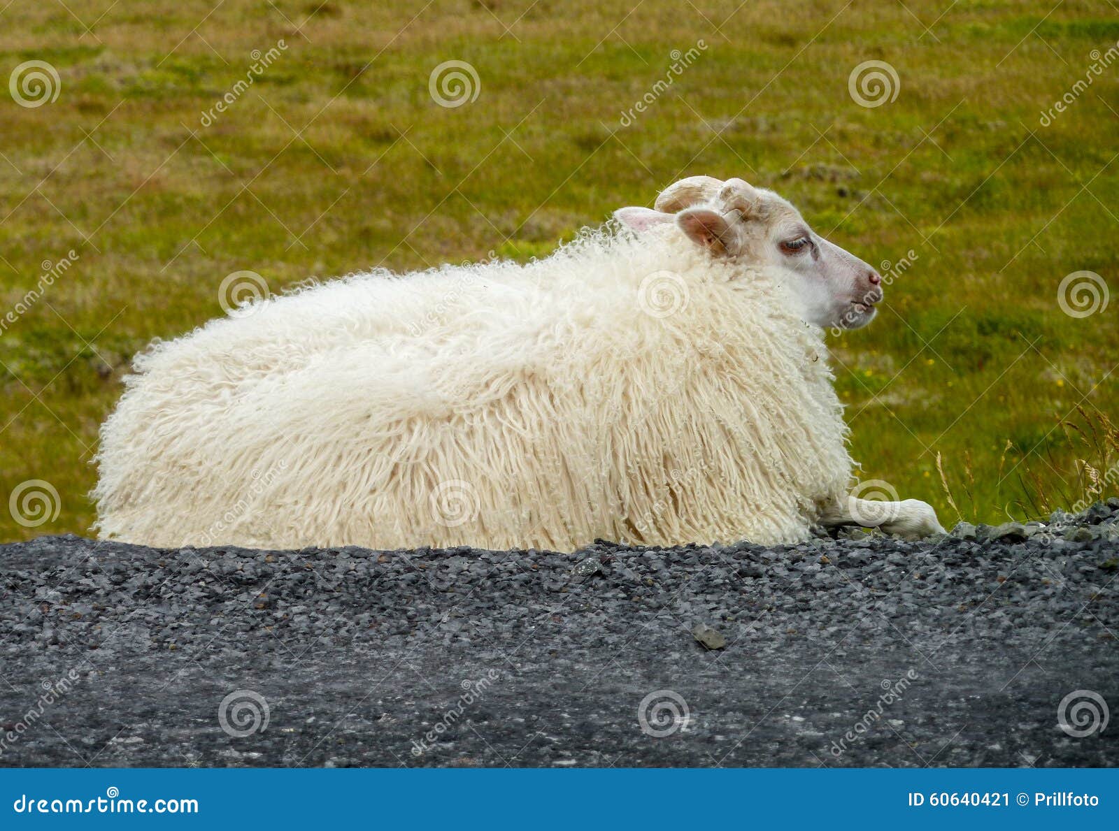 Icelandic sheep in Iceland stock image. Image of farming - 60640421