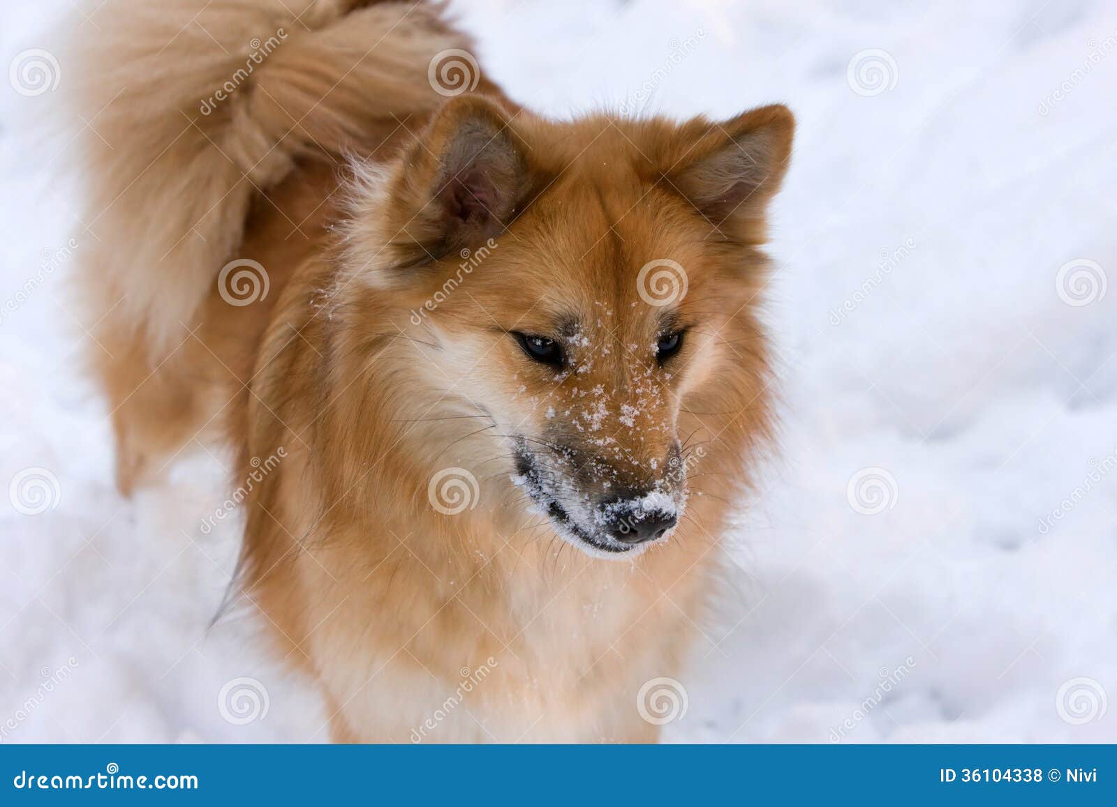 Icelandic Sheepdog stock photo. Image of longhaired, white - 36104338