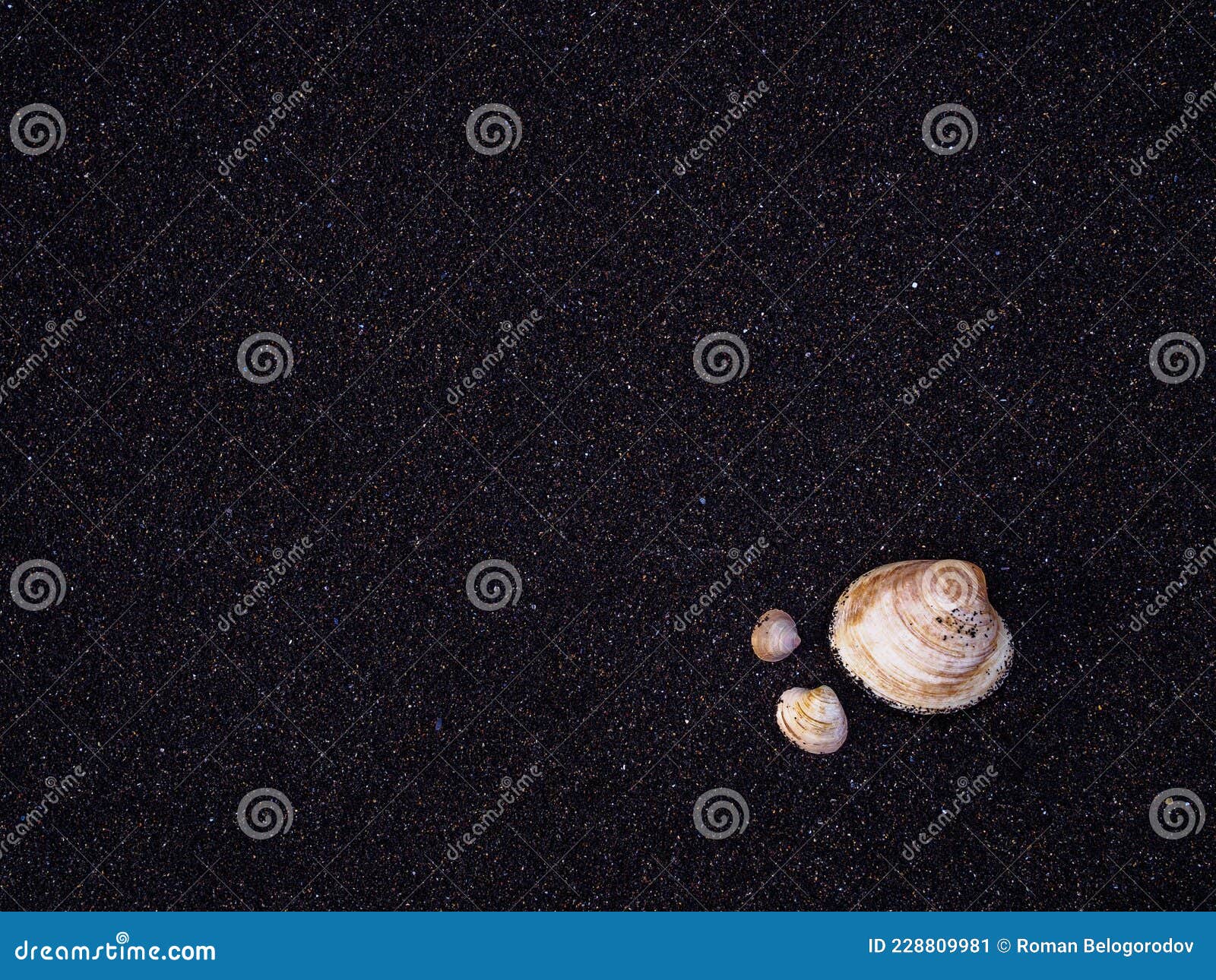 Icelandic Vulcanic Black Sand with Shells on it Stock Image - Image of ...