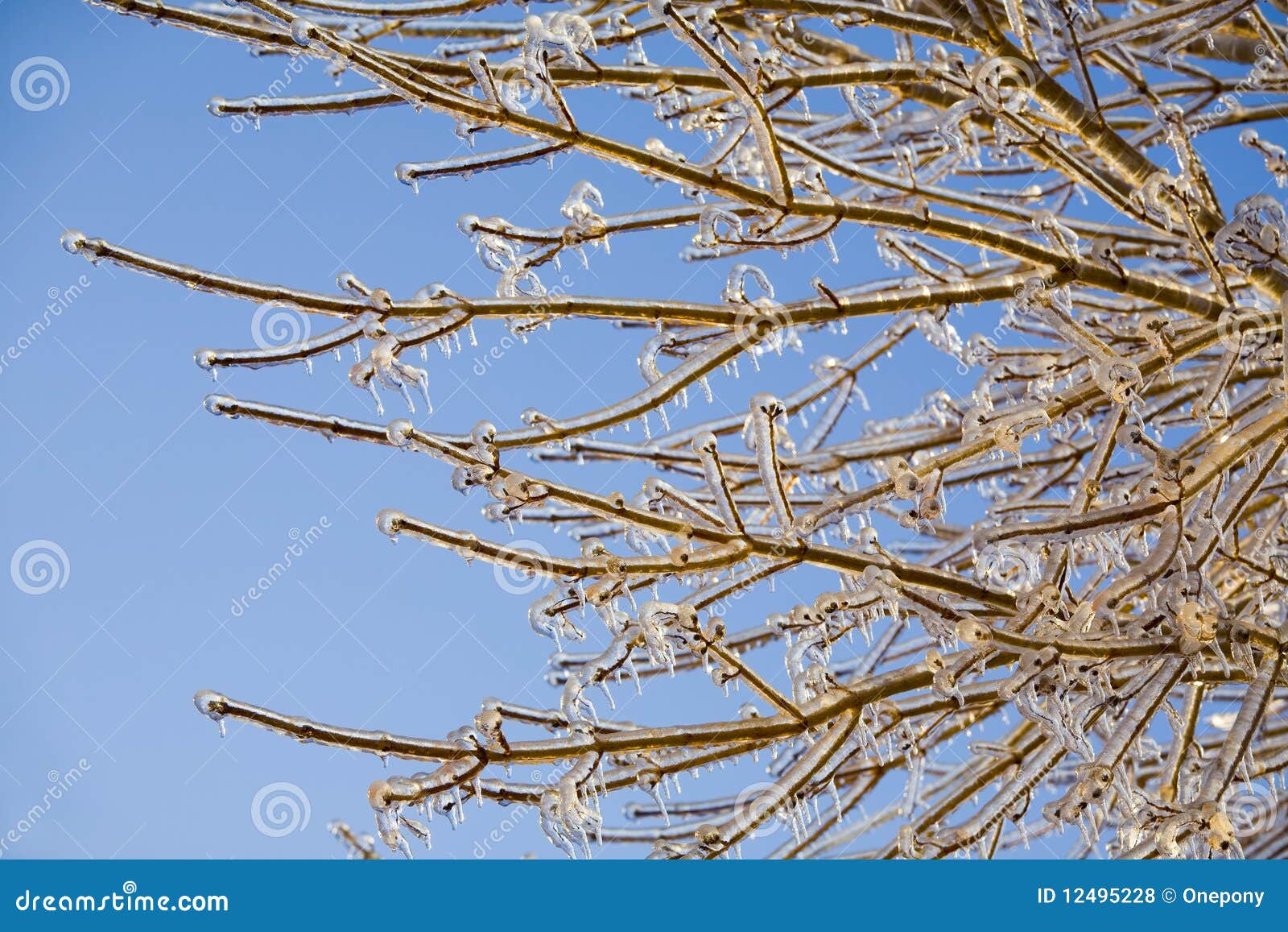 Icey Branches stock photo. Image of bare, beauty, freeze - 12495228