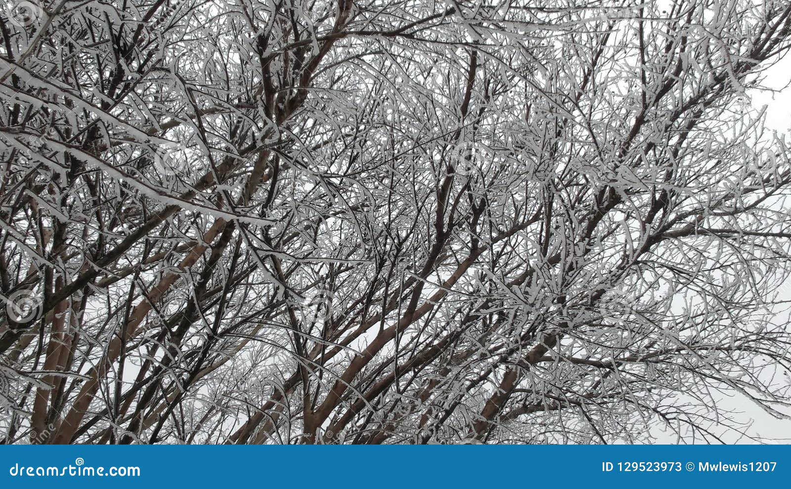Icey Trees in Winter stock image. Image of leafless - 129523973