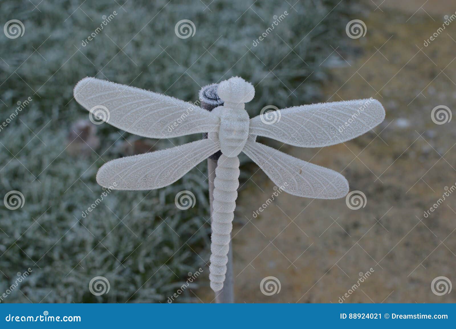 Icey stock image. Image of december, frozen, dragonfly - 88924021