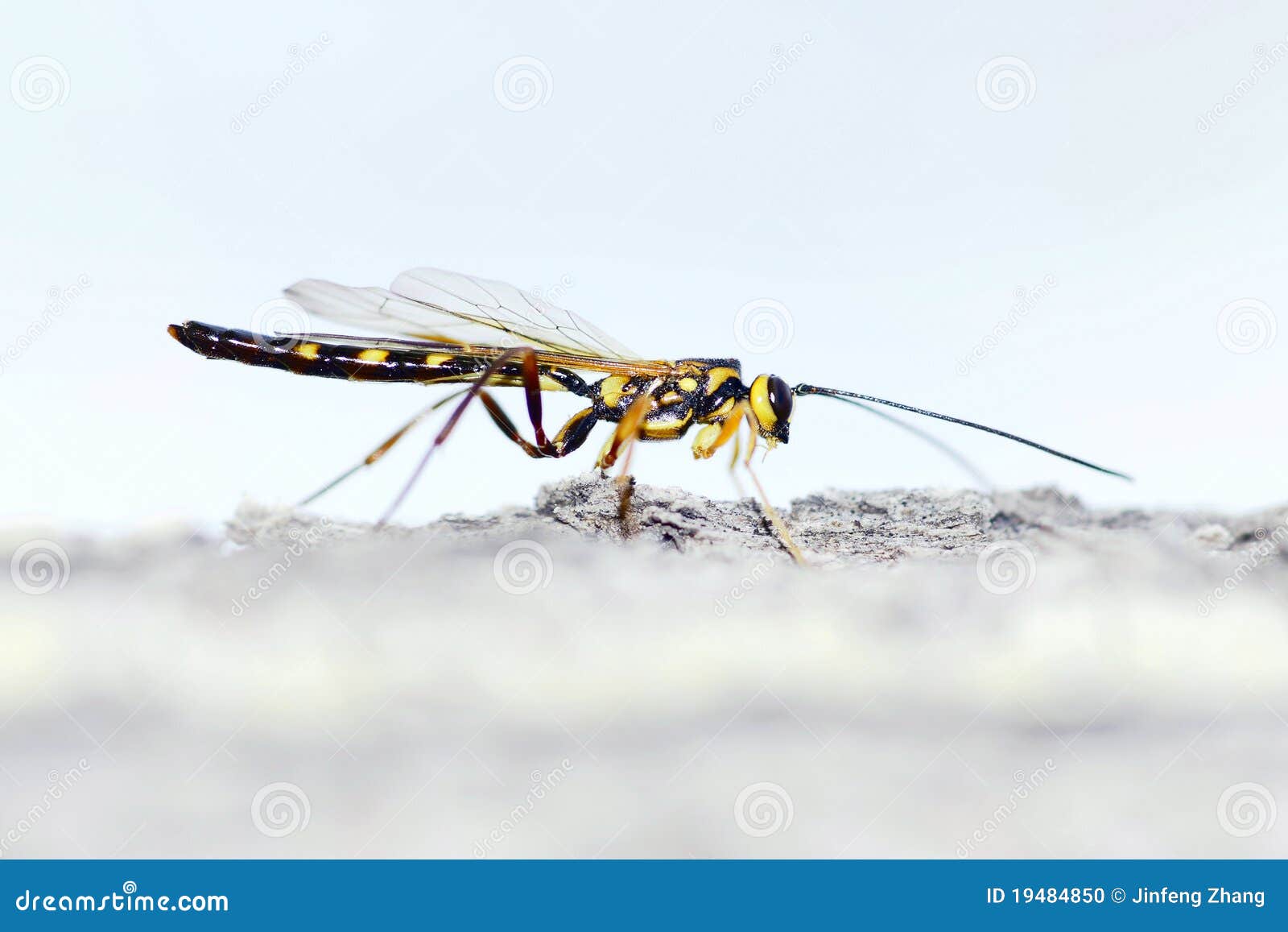 Ichneumon fly stock photo. Image of wild, insect, wasp - 19484850