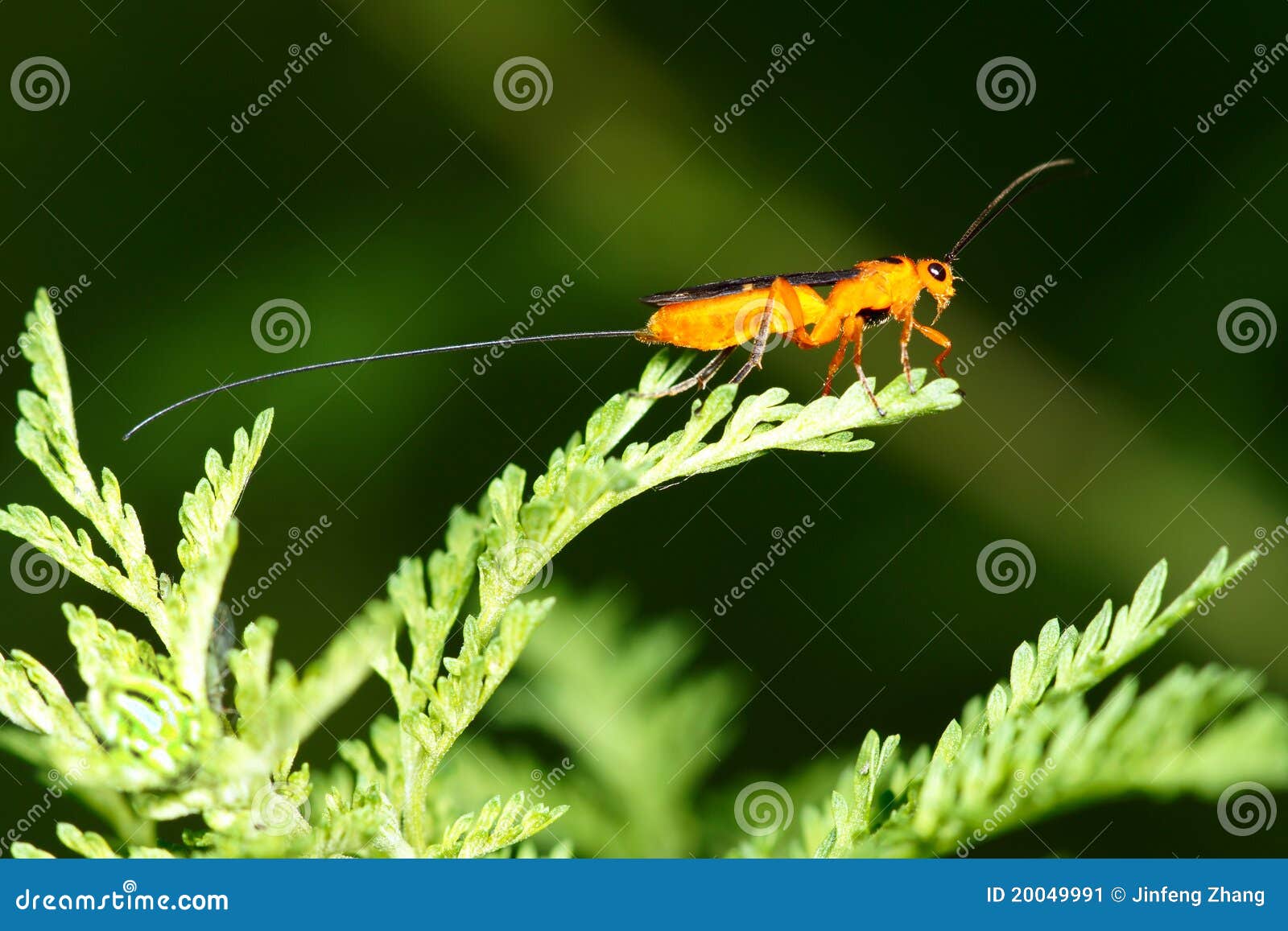 Ichneumon fly stock image. Image of long, feeler, insects - 20049991