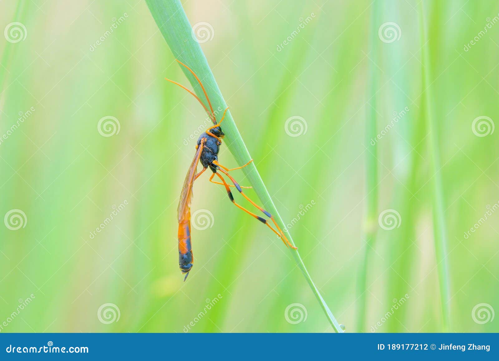 Ichneumon fly stock photo. Image of ichneumon, wildlife - 189177212