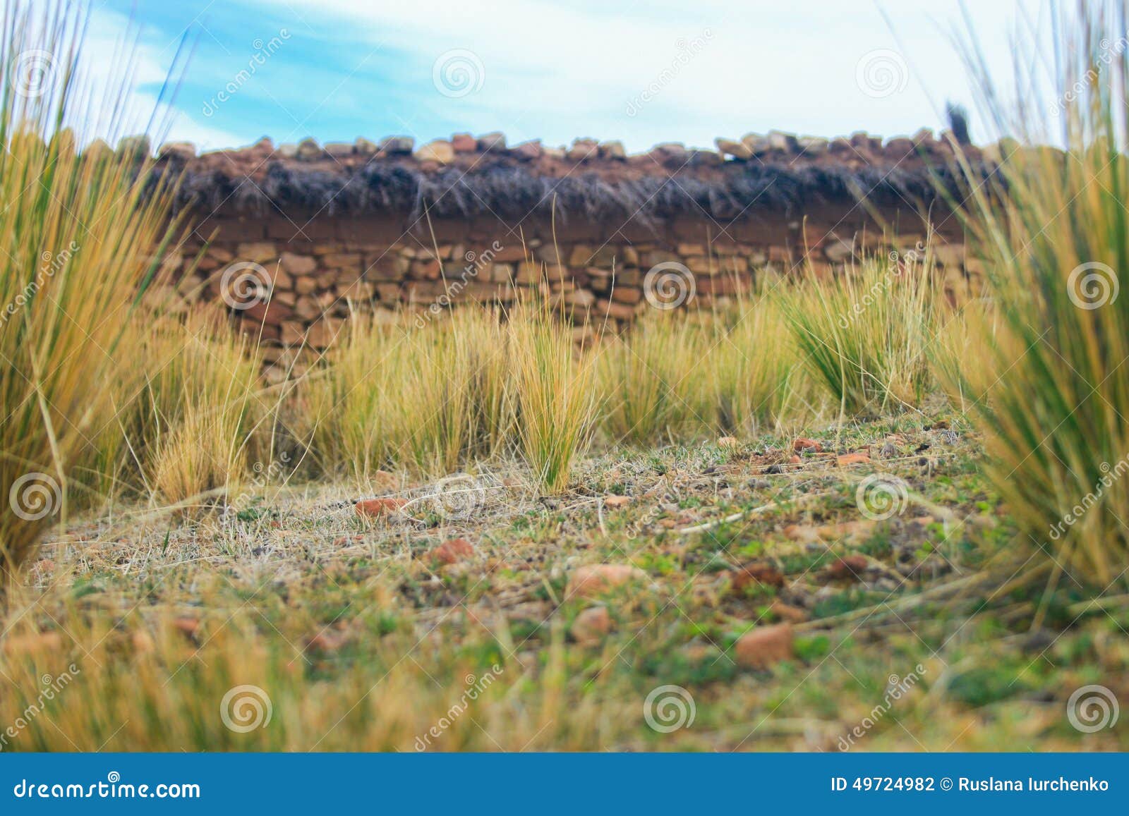 Ichu stock photo. Image of peruvian, yellow, plant, countryside - 49724982