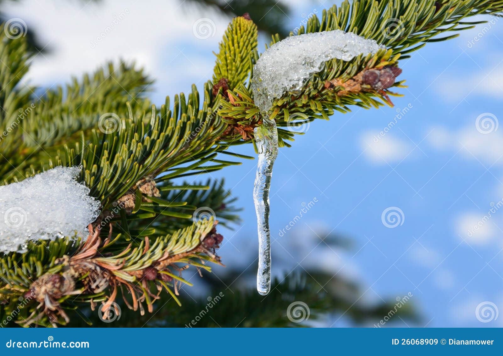 Icicle stock image. Image of celebration, snowing, coniferous - 26068909