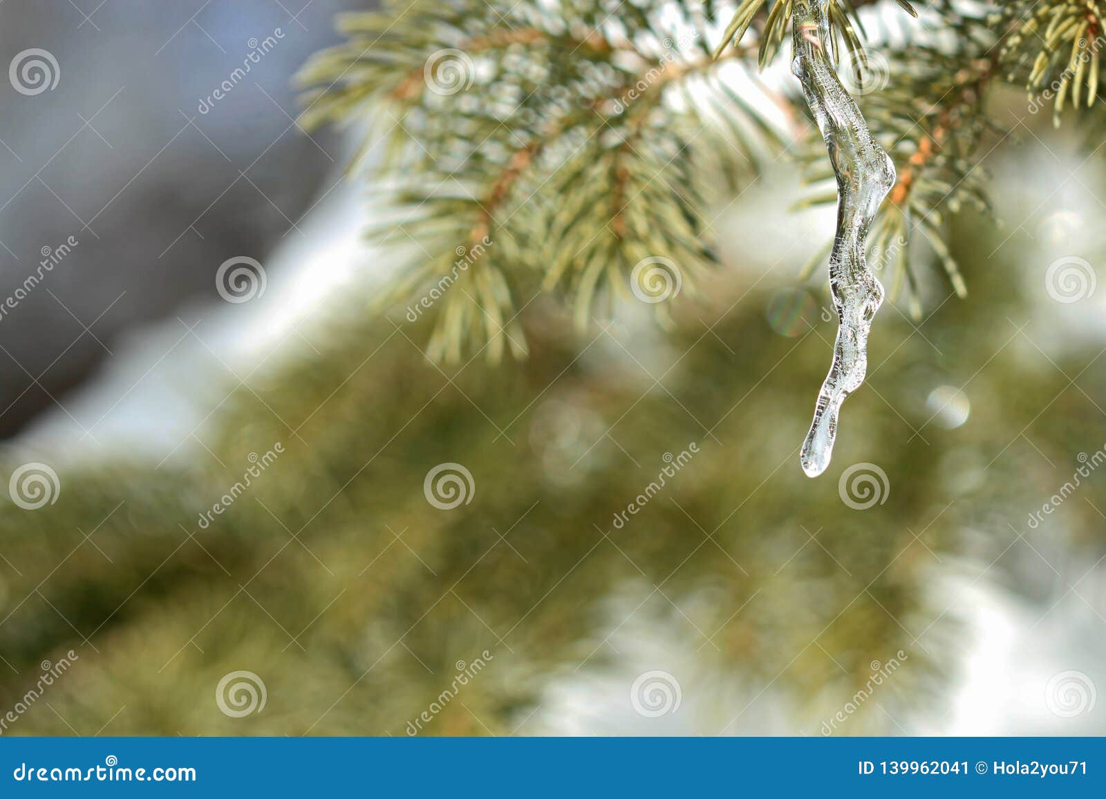 Icicle in the Forest during Winter Stock Image - Image of winter ...