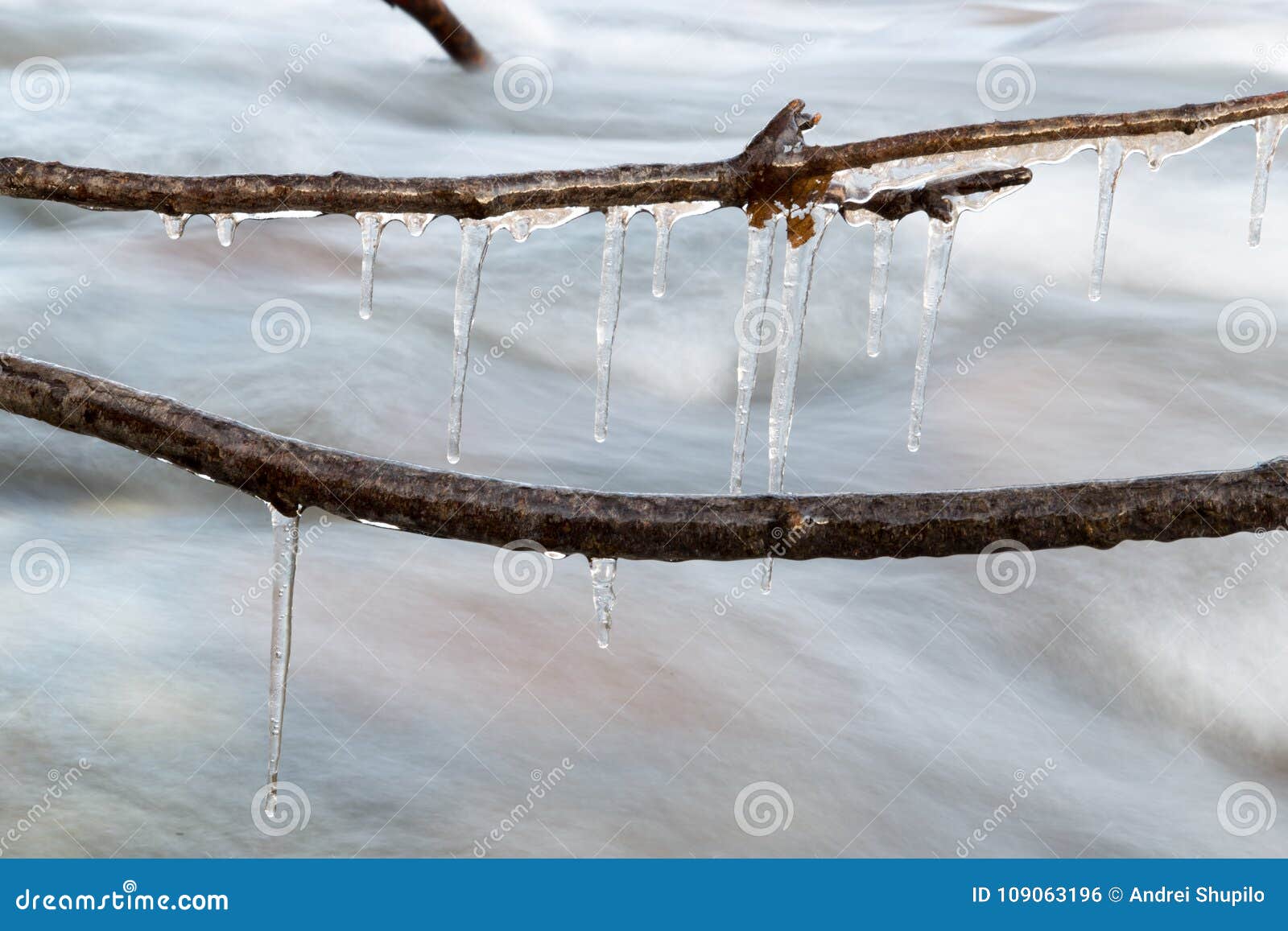Icicle Frozen on a Branch of a Tree Near a Mountain Stream. the Winter ... Icicle Frozen on a Branch of a Tree Near a Mountain Stream. the Winter ...