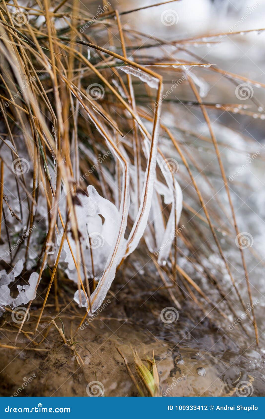 Icicle Frozen on a Branch of a Tree Near a Mountain Stream. the Winter ... Icicle Frozen on a Branch of a Tree Near a Mountain Stream. the Winter ...