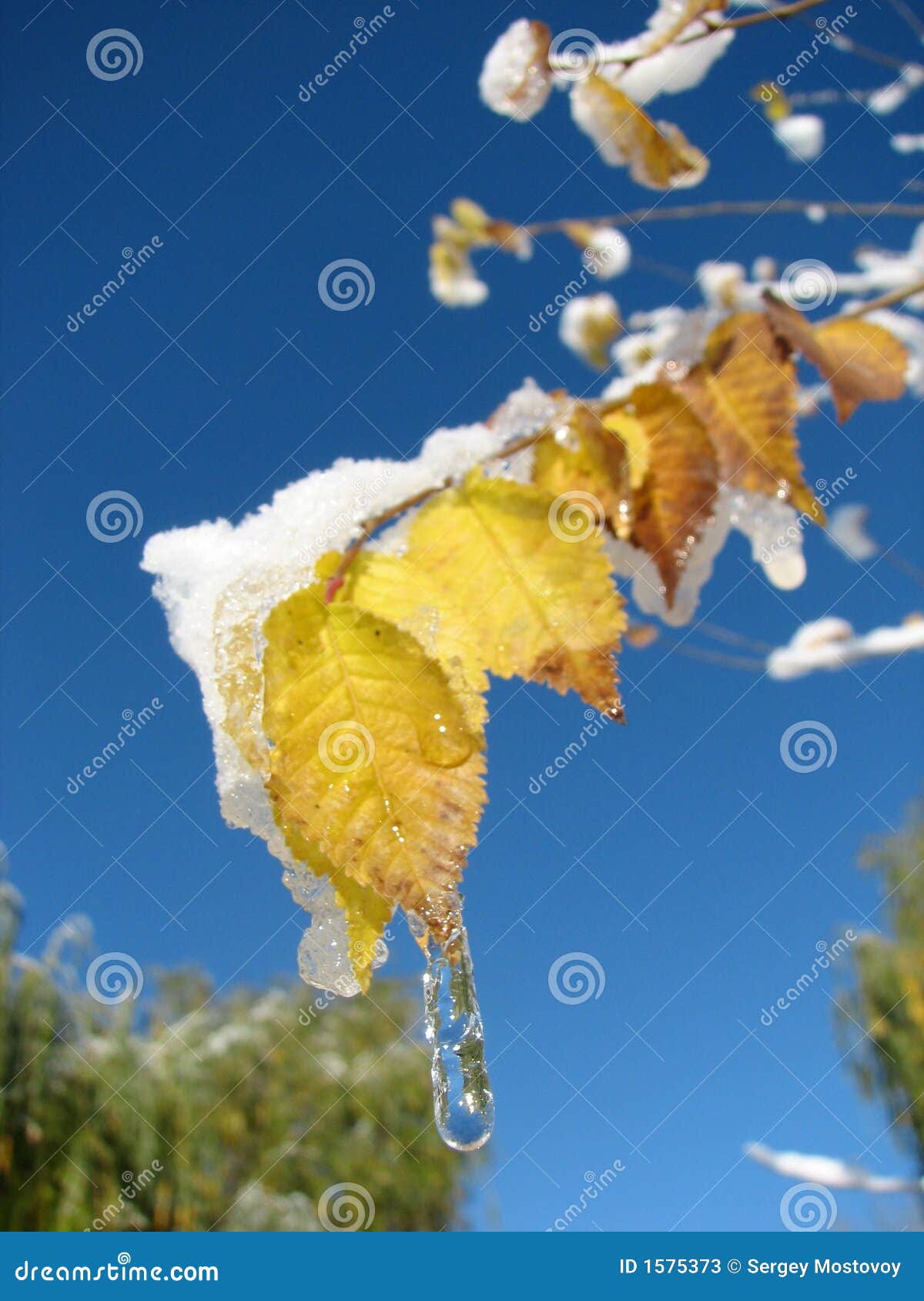 Icicle and snow on a leaf stock image. Image of winter - 1575373