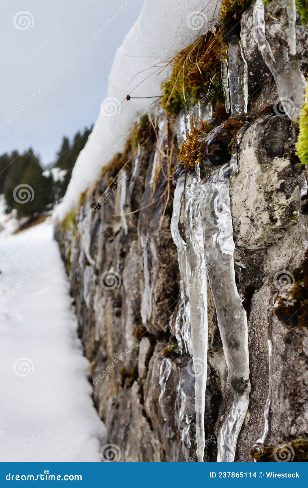 Icicle on stone wall stock photo. Image of tree, nature - 237865114