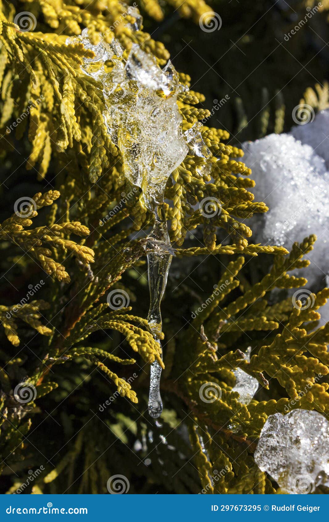 Icicle on a Tree Branch in December Stock Image - Image of natural ...