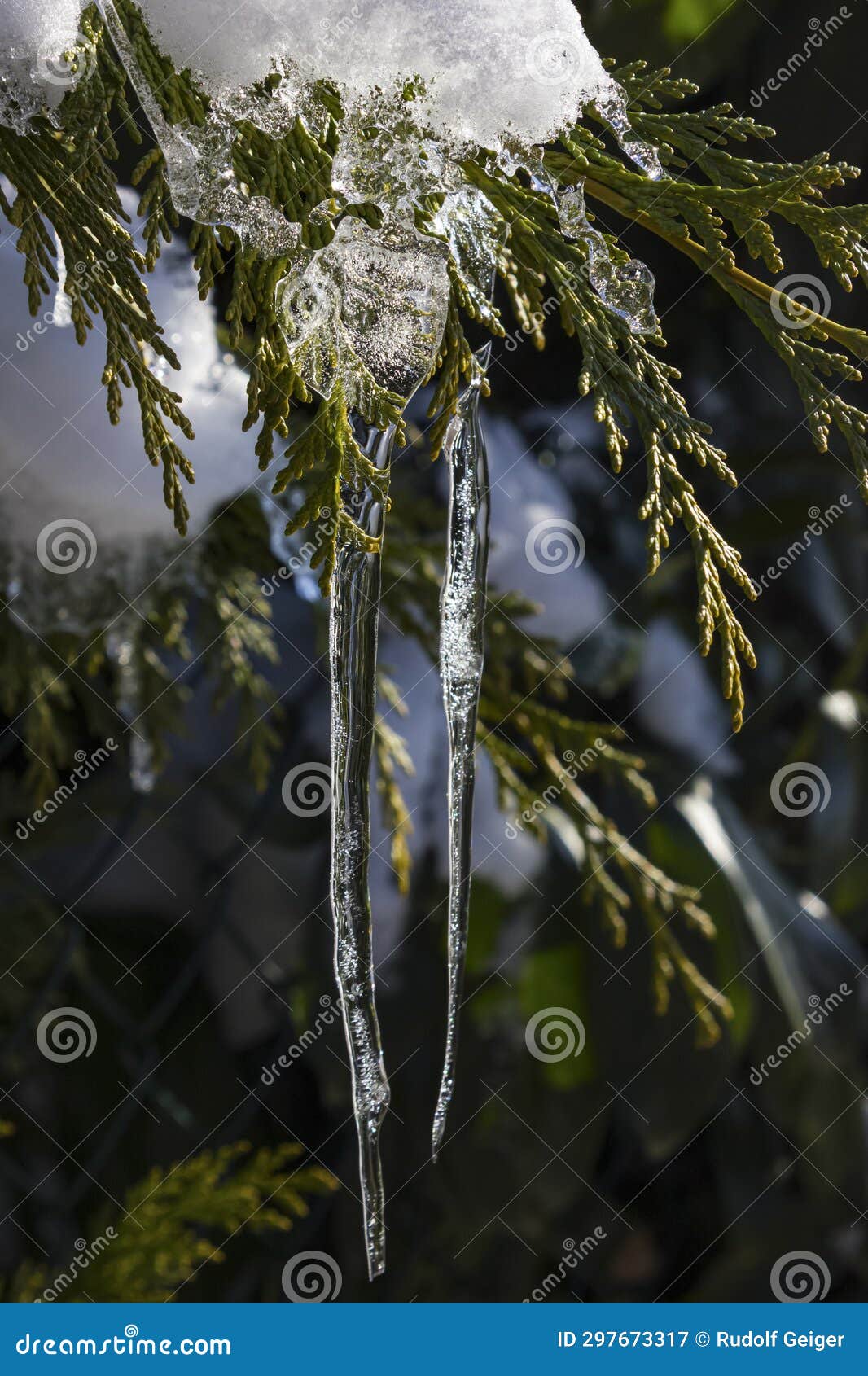 Icicle on a Tree Branch in December Stock Image - Image of icicles ...