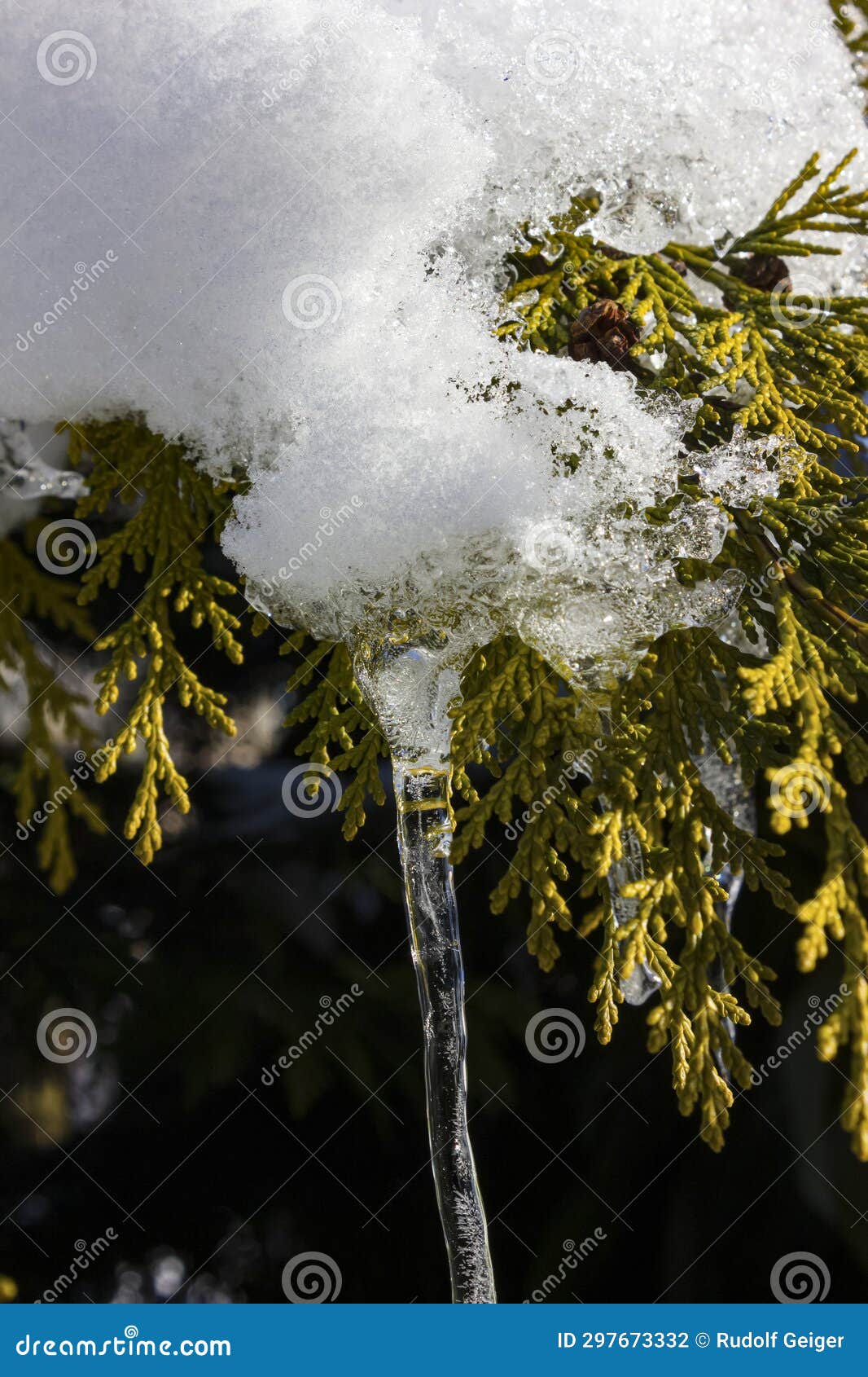 Icicle on a Tree Branch in December Stock Photo - Image of arctic ...