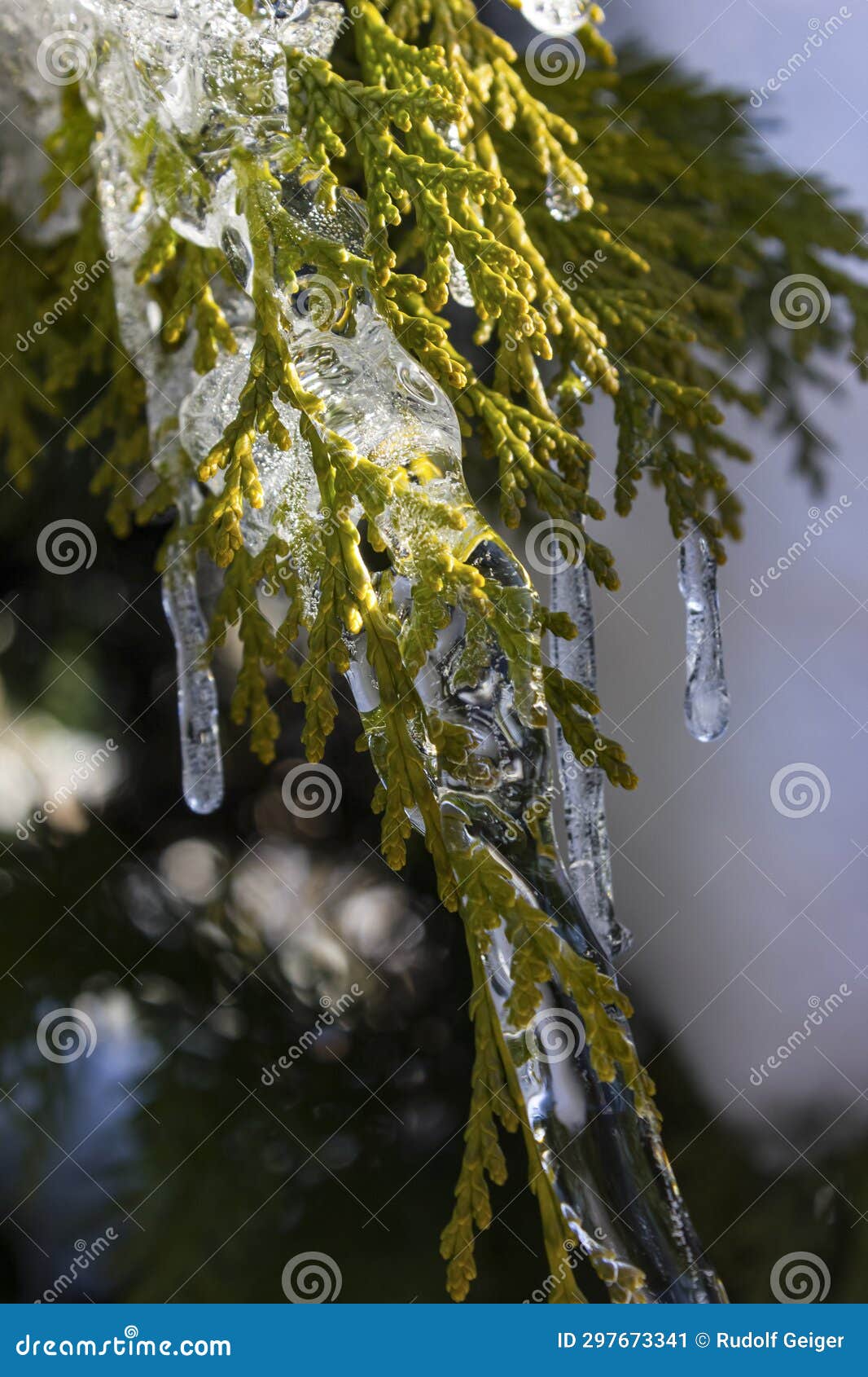 Icicle on a Tree Branch in December Stock Image - Image of weather ...