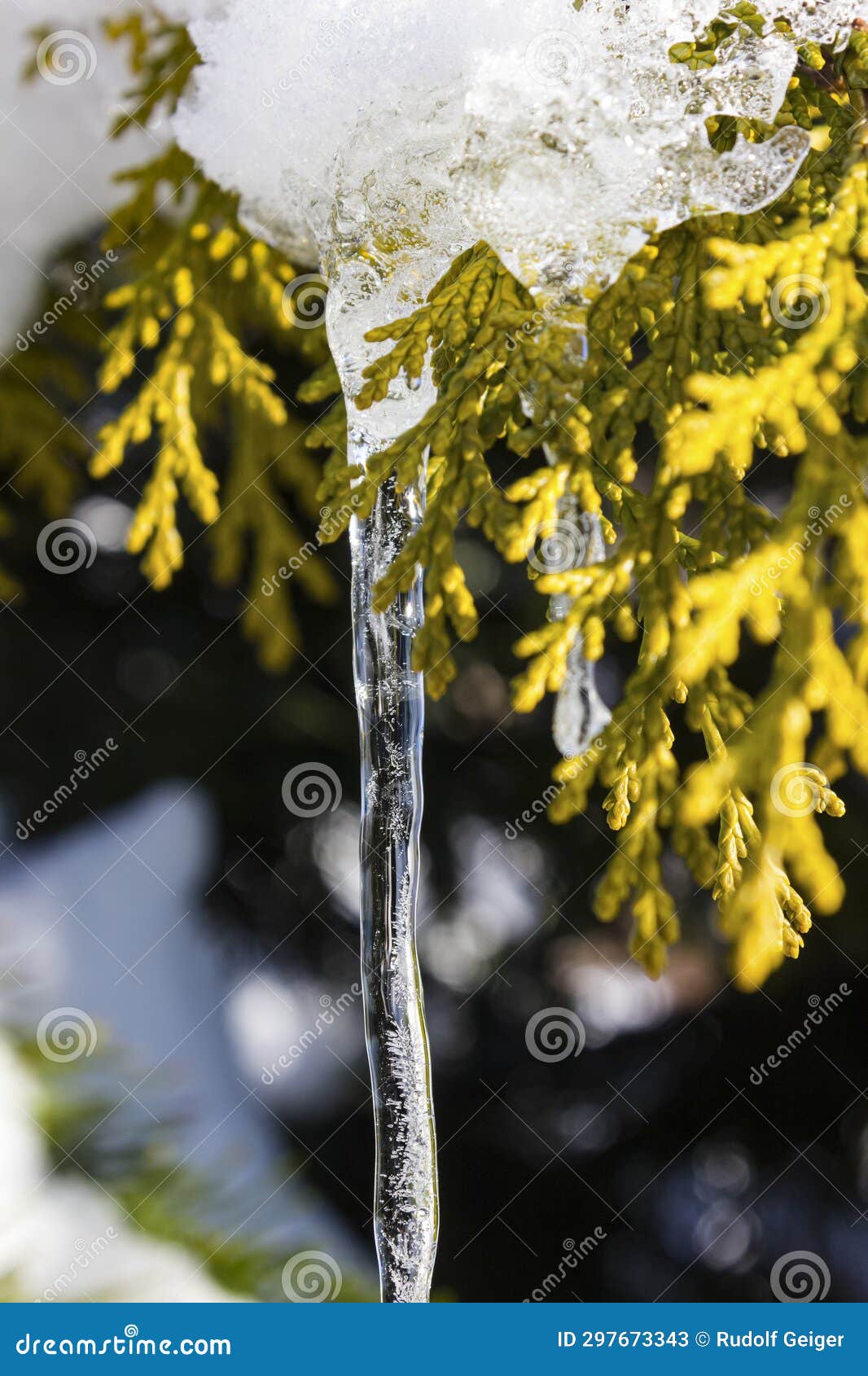 Icicle on a Tree Branch in December Stock Image - Image of frosty ...