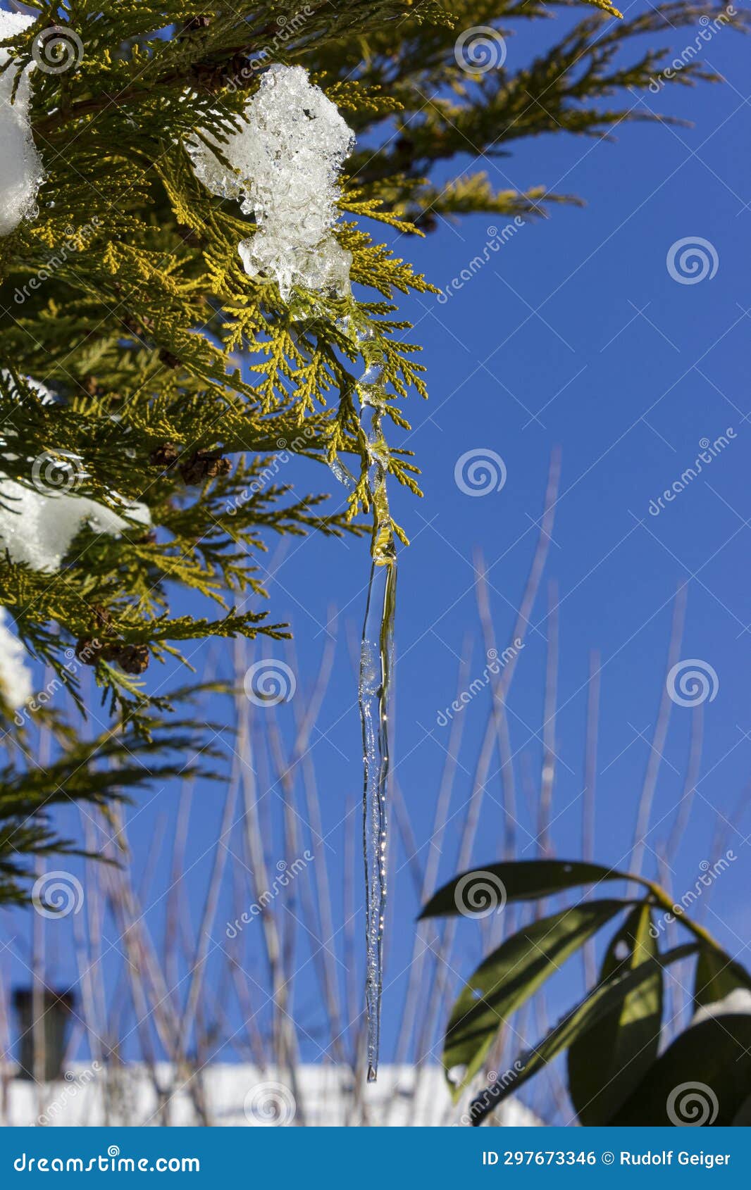 Icicle on a Tree Branch in December Stock Photo - Image of icicle ...