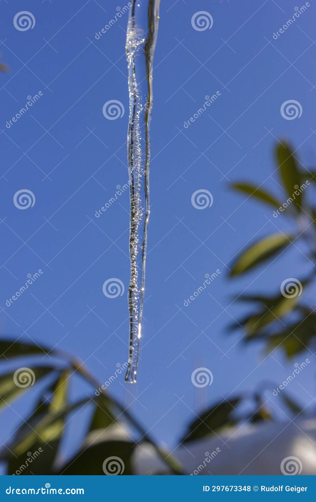 Icicle on a Tree Branch in December Stock Photo - Image of seasonal ...