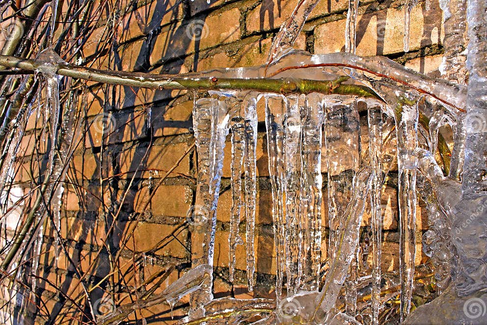 Icicles on branch stock image. Image of forest, trees - 12334625