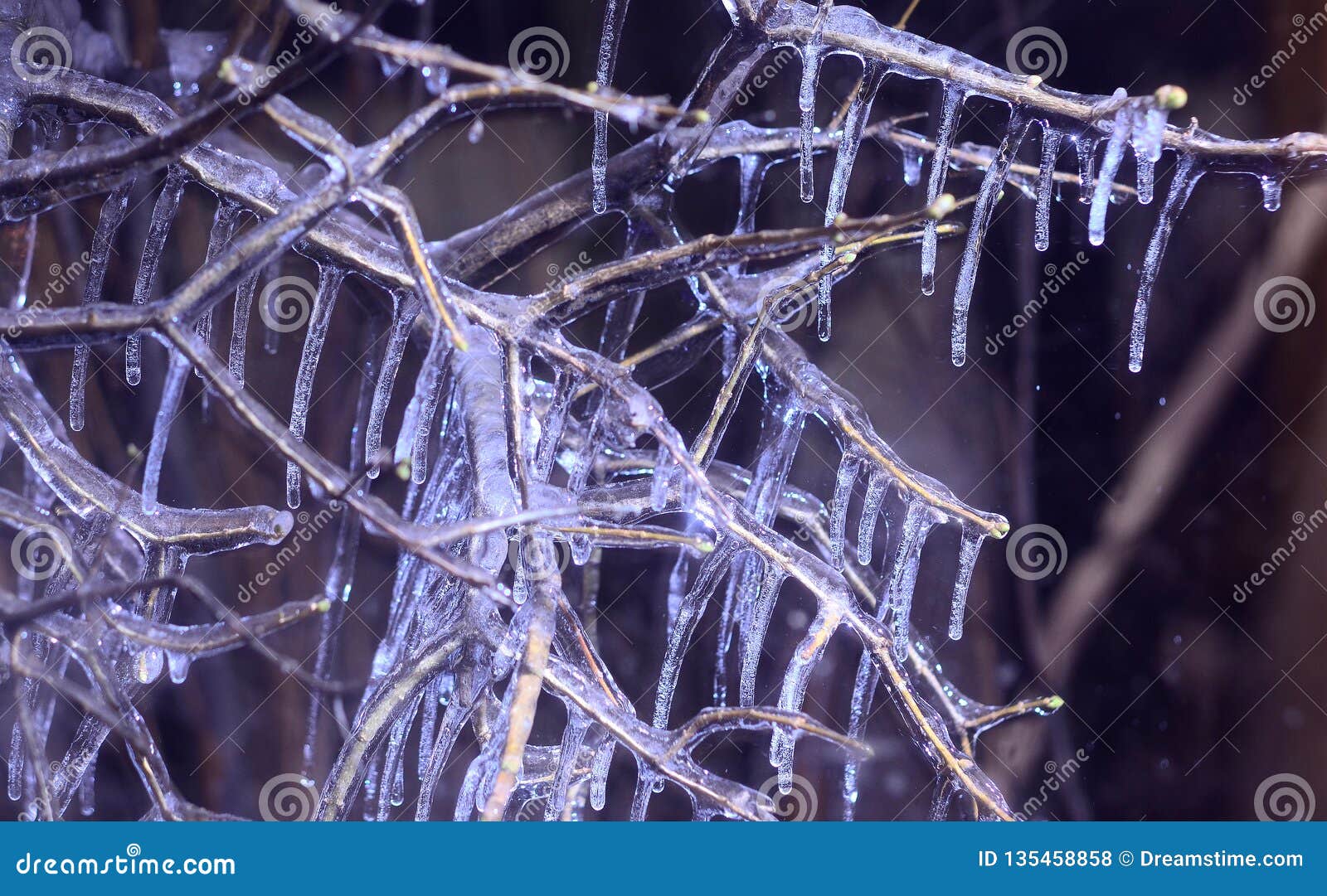 Icicles on the branch stock photo. Image of night, icicles - 135458858