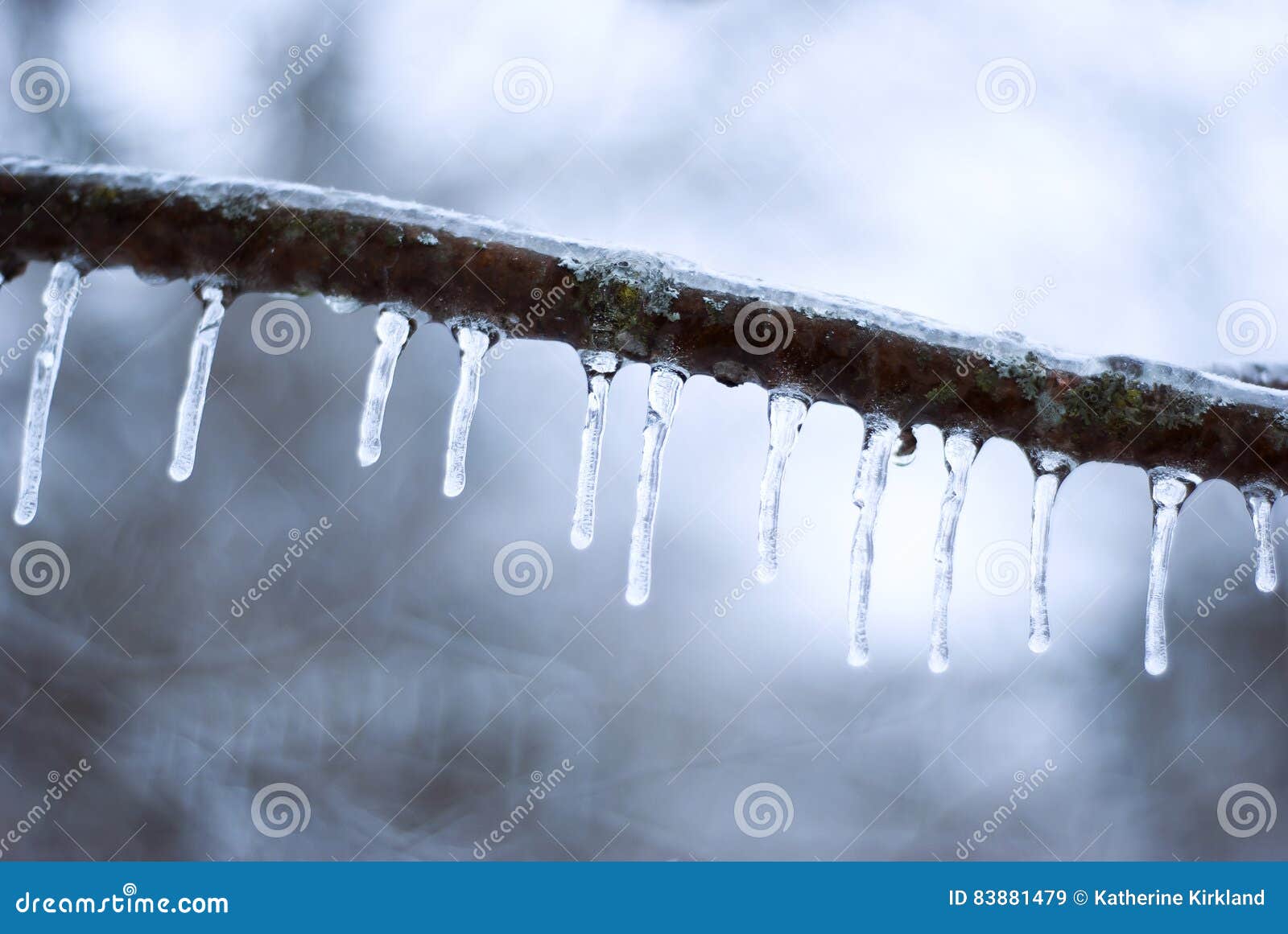 Icicles on Branch stock image. Image of icicles, branch - 83881479