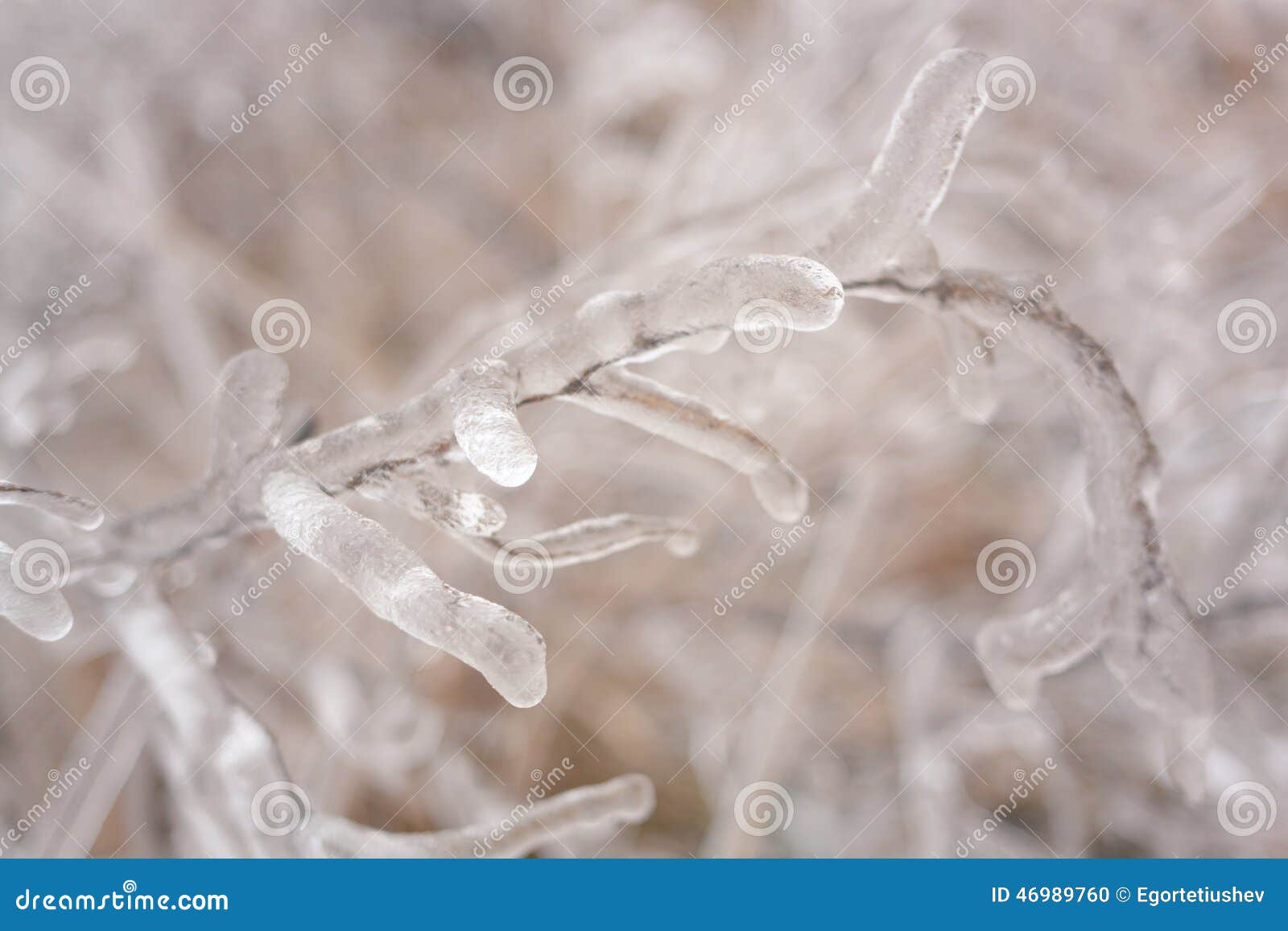 Icicles on the branches stock photo. Image of drip, cluster - 46989760