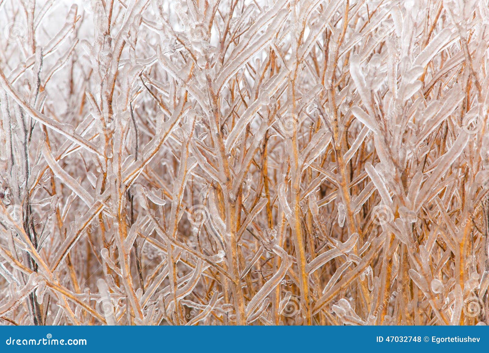 Icicles on the branches stock photo. Image of bush, icing - 47032748