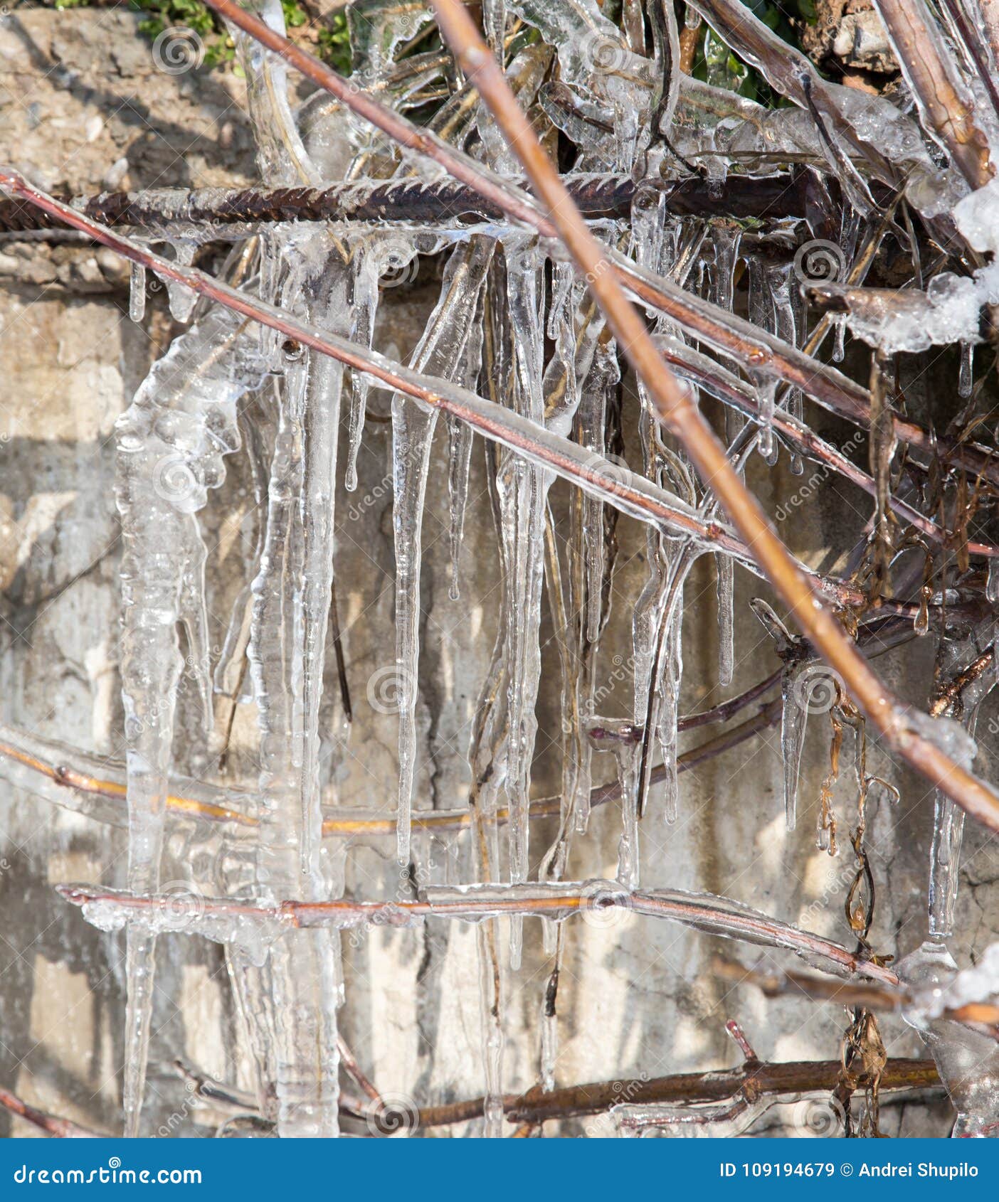 Icicles on the Branches of a Tree Stock Image - Image of frost ...
