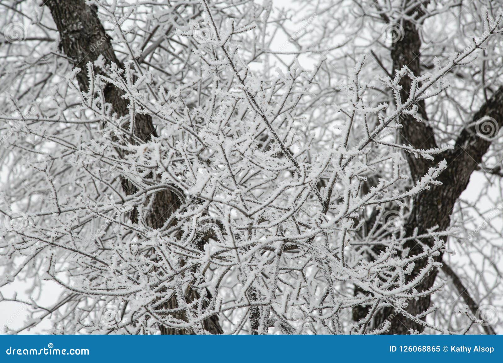 Closer Look Frost Covered Tree Stock Image - Image of alberta, look ...