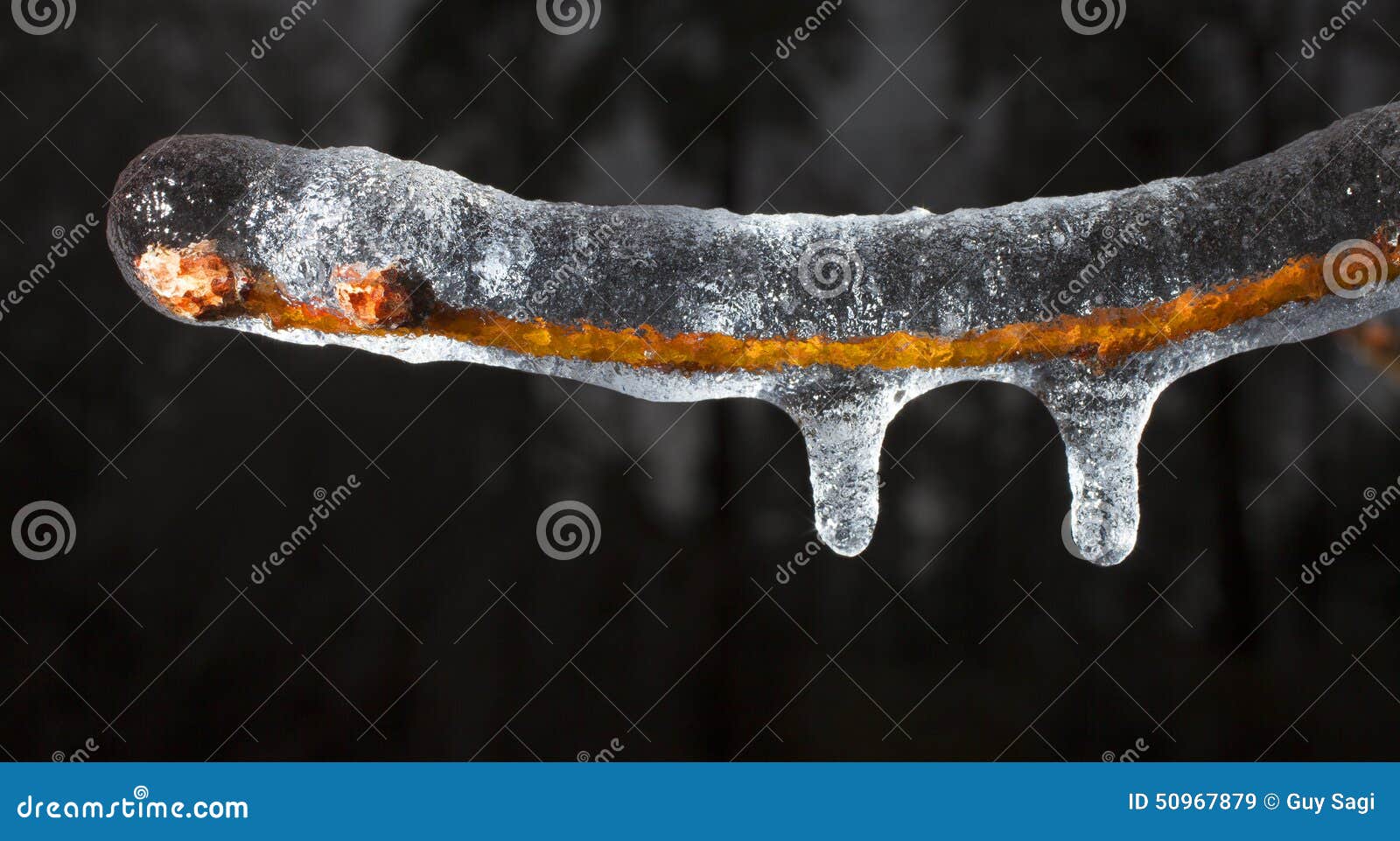 Icicles forming stock image. Image of forest, grey, tree - 50967879